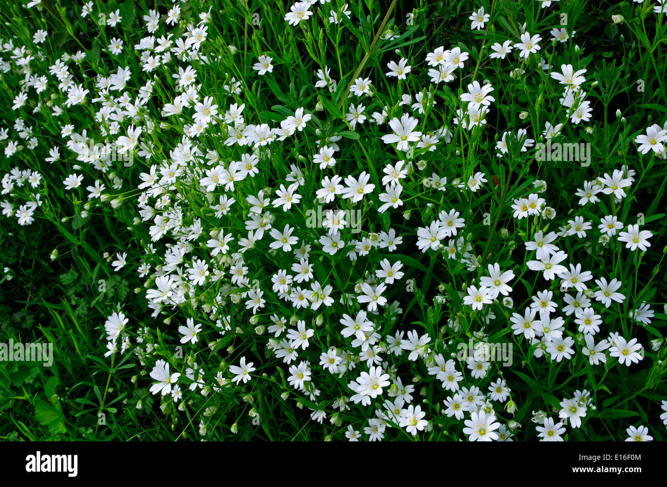 Greater Stitchwort ( Stellaria holostea ) in Flower, UK Stock Photo - Alamy