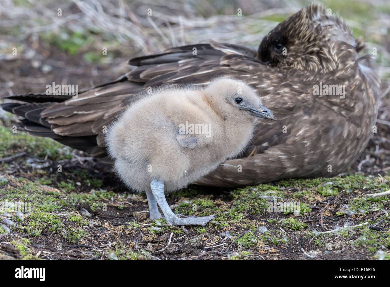 Falkland Skua chick Stock Photo - Alamy