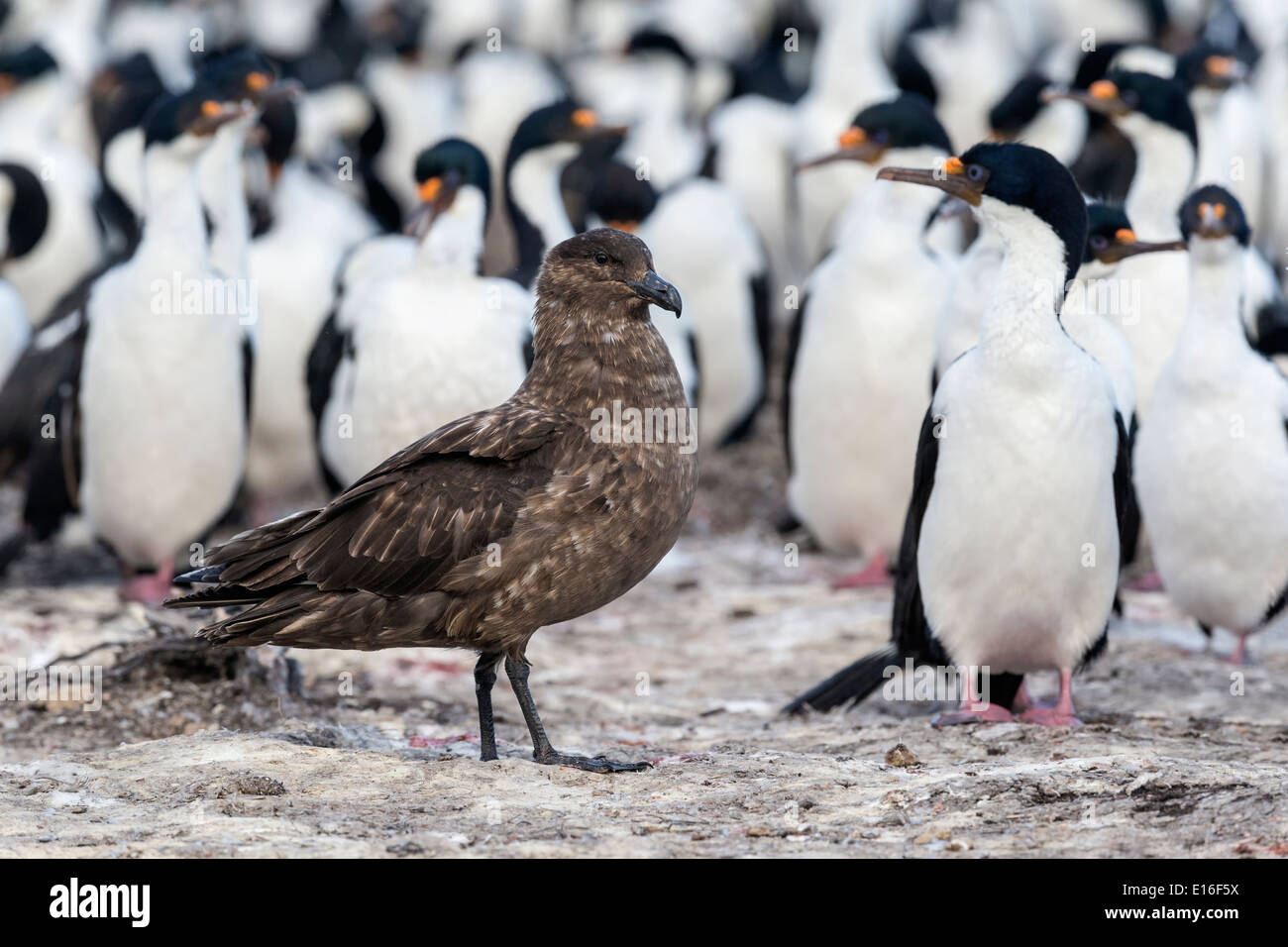 Skua breeding behavior hi-res stock photography and images - Alamy