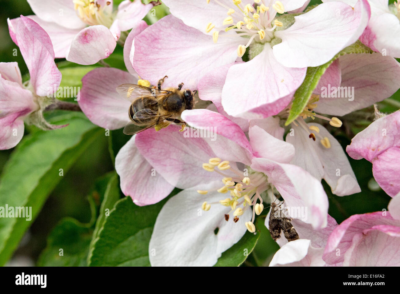 Bee on apple blossom hi-res stock photography and images - Alamy