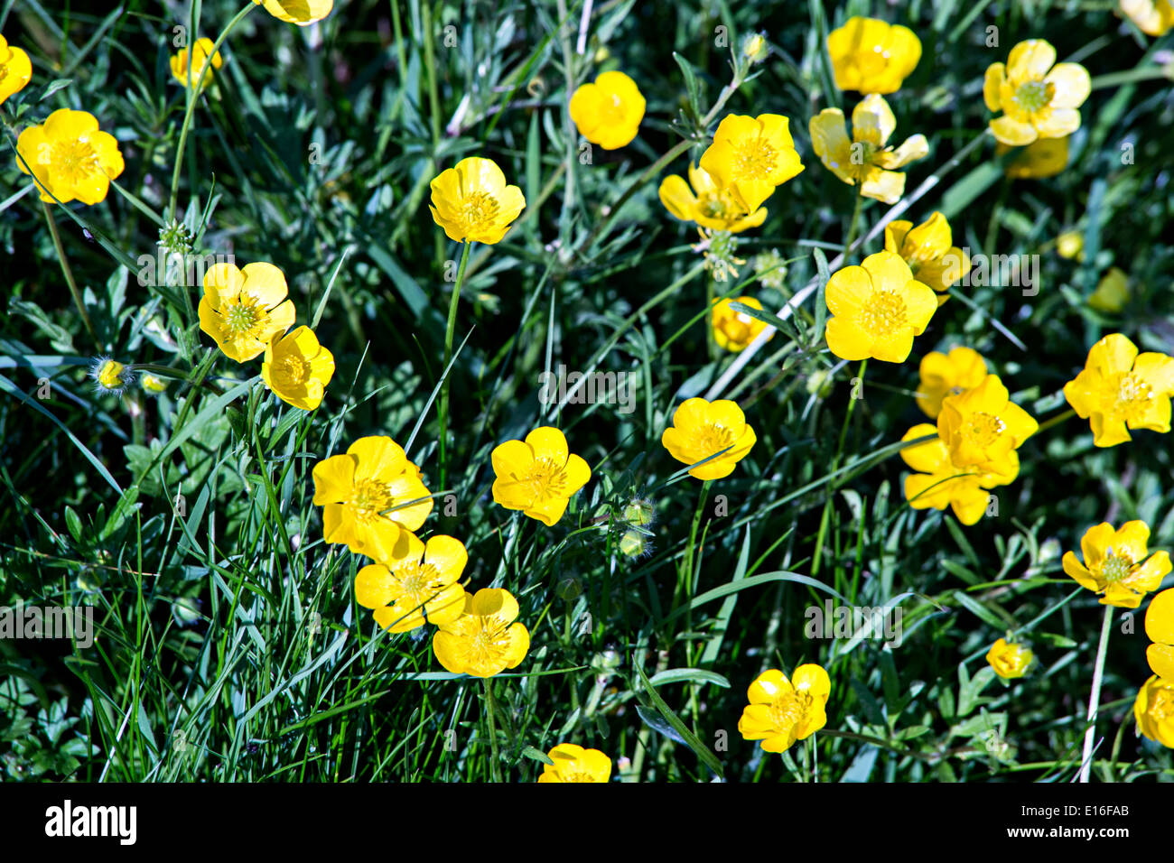 Buttercups in the grass hi-res stock photography and images - Alamy