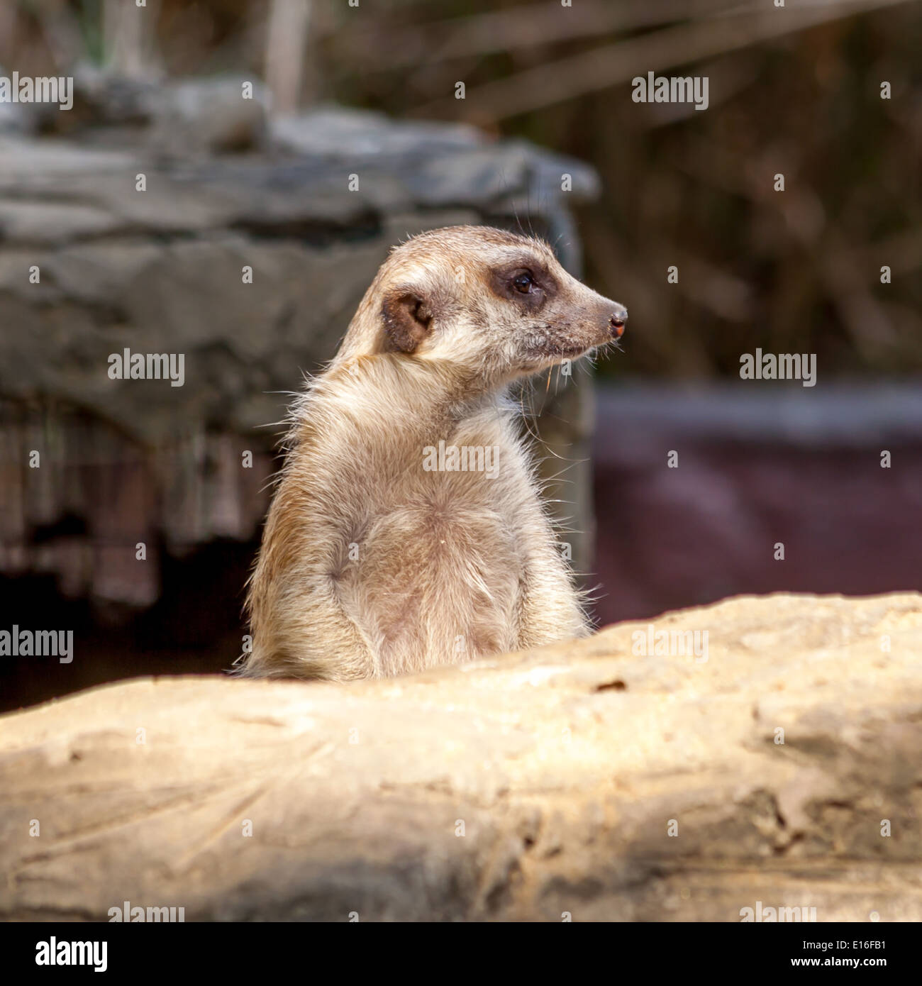 Meir park hi-res stock photography and images - Alamy