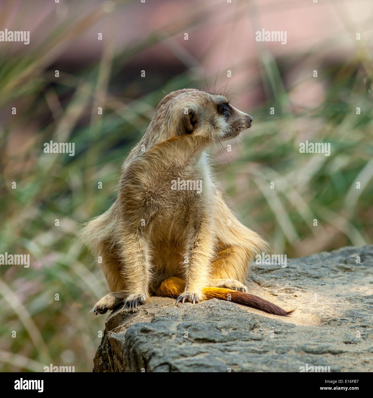 Meir park hi-res stock photography and images - Alamy