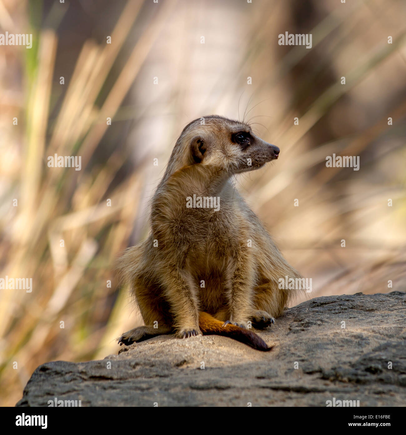 Meir park hi-res stock photography and images - Alamy