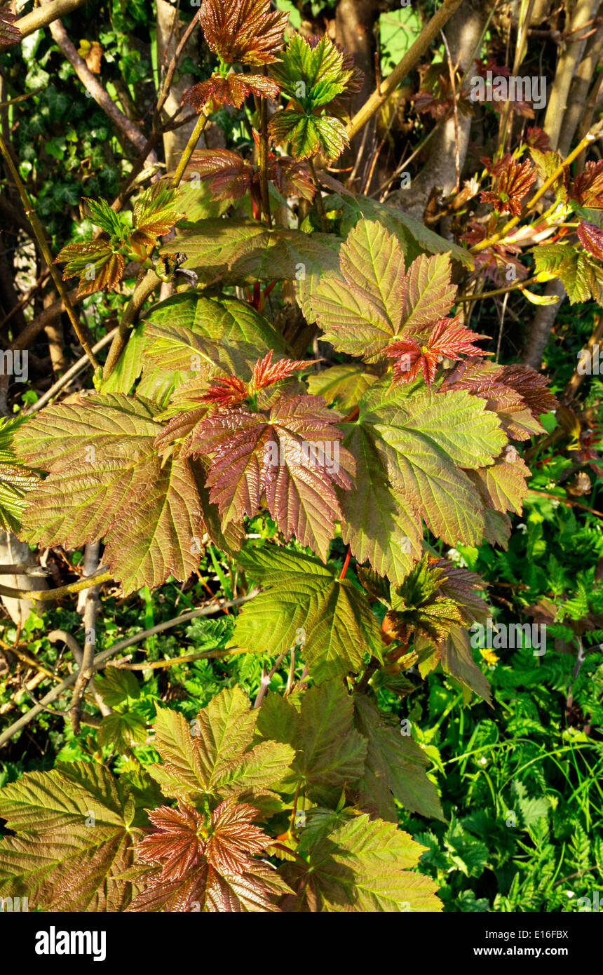 Sycamore sapling tree sapling hi-res stock photography and images - Alamy