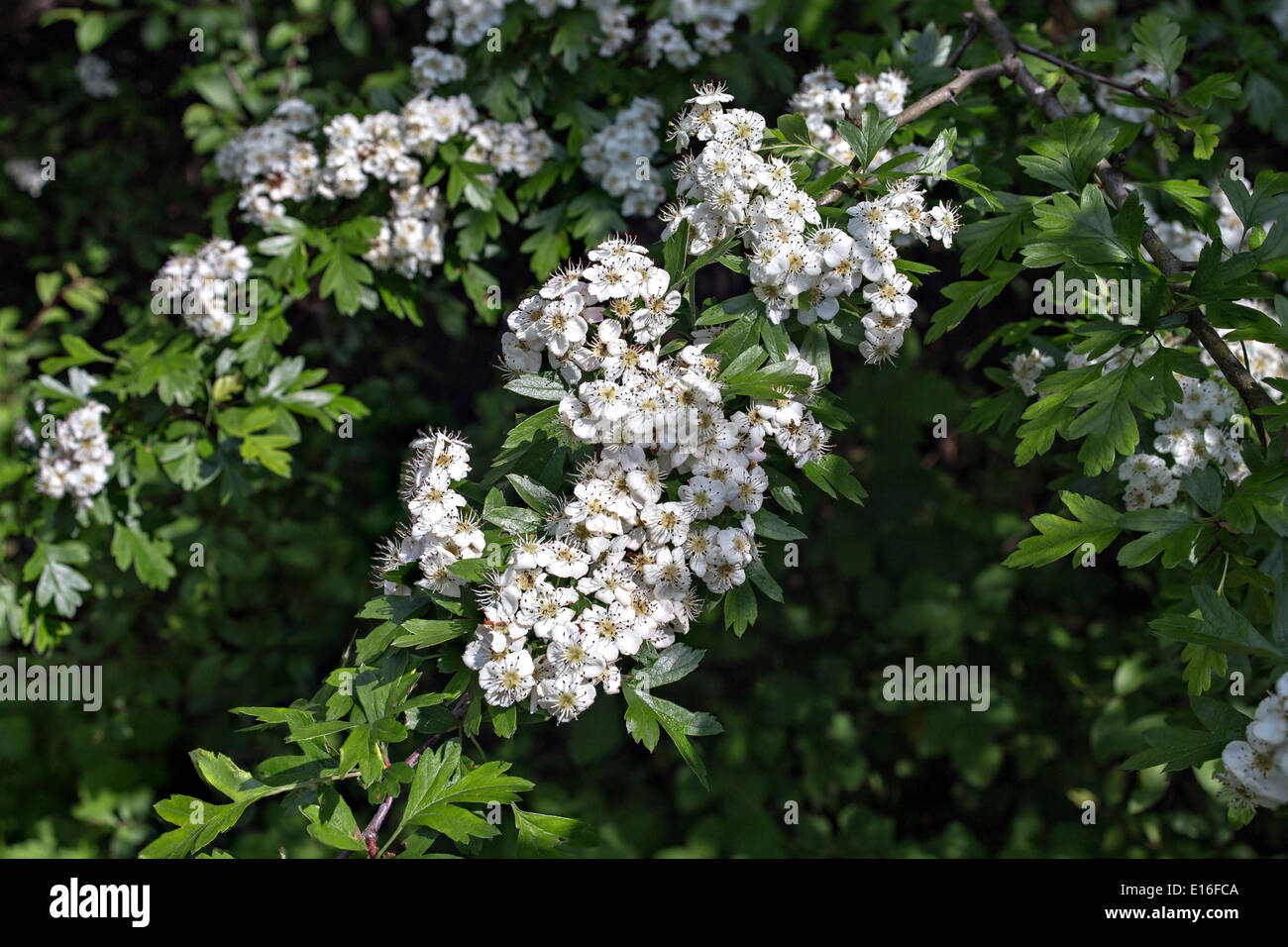 May blossom hi-res stock photography and images - Alamy