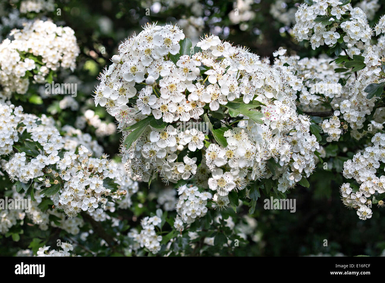 May blossom hi-res stock photography and images - Alamy