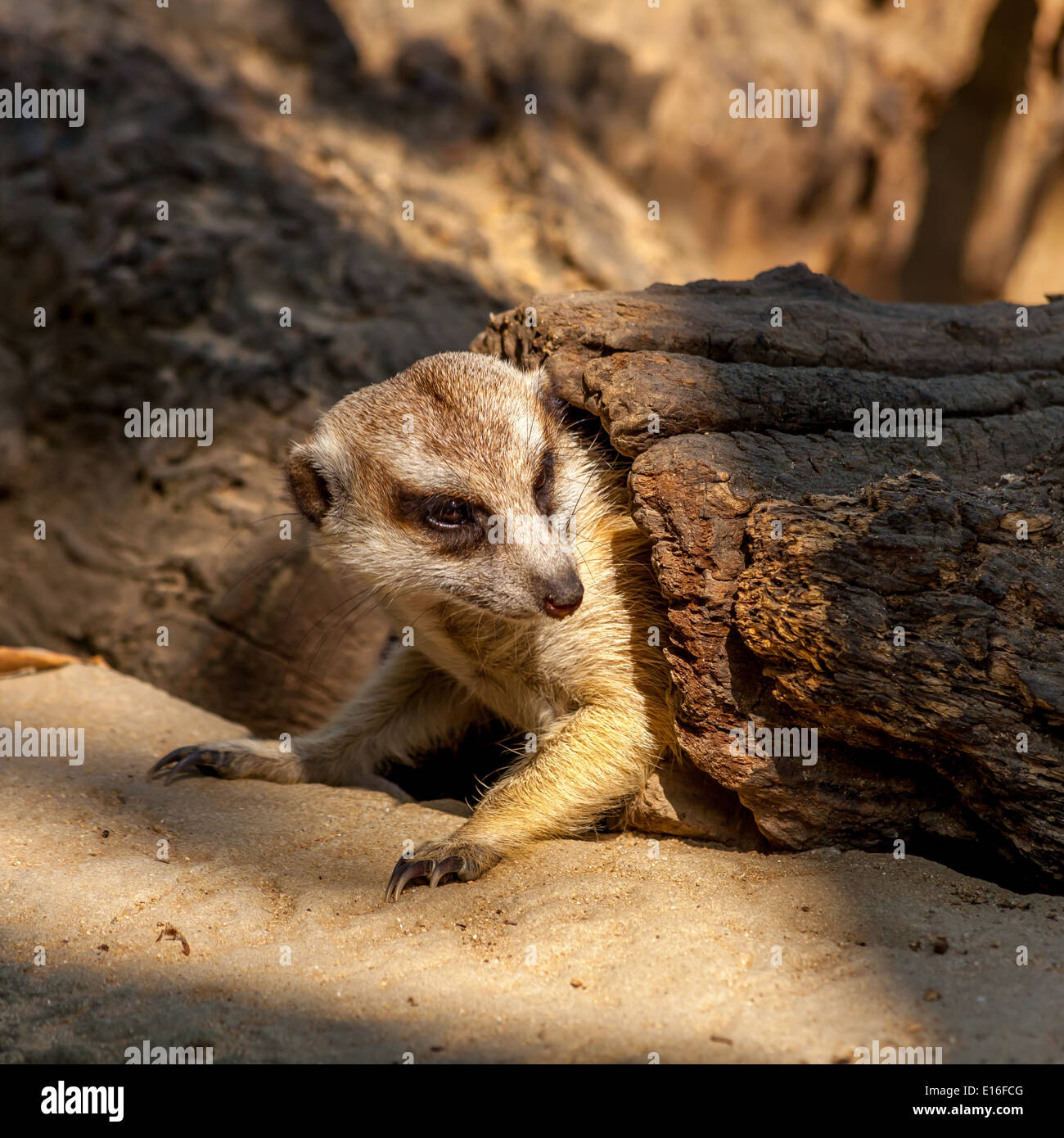 Meir park hi-res stock photography and images - Alamy