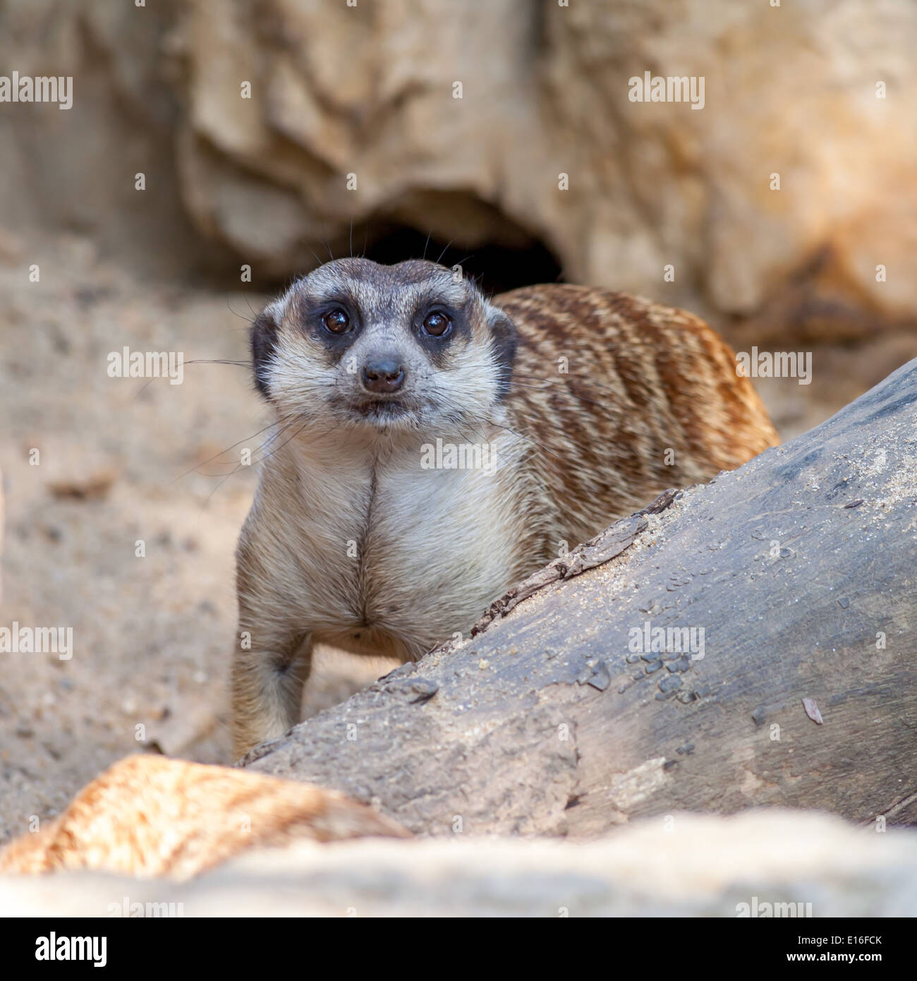 Meir park hi-res stock photography and images - Alamy