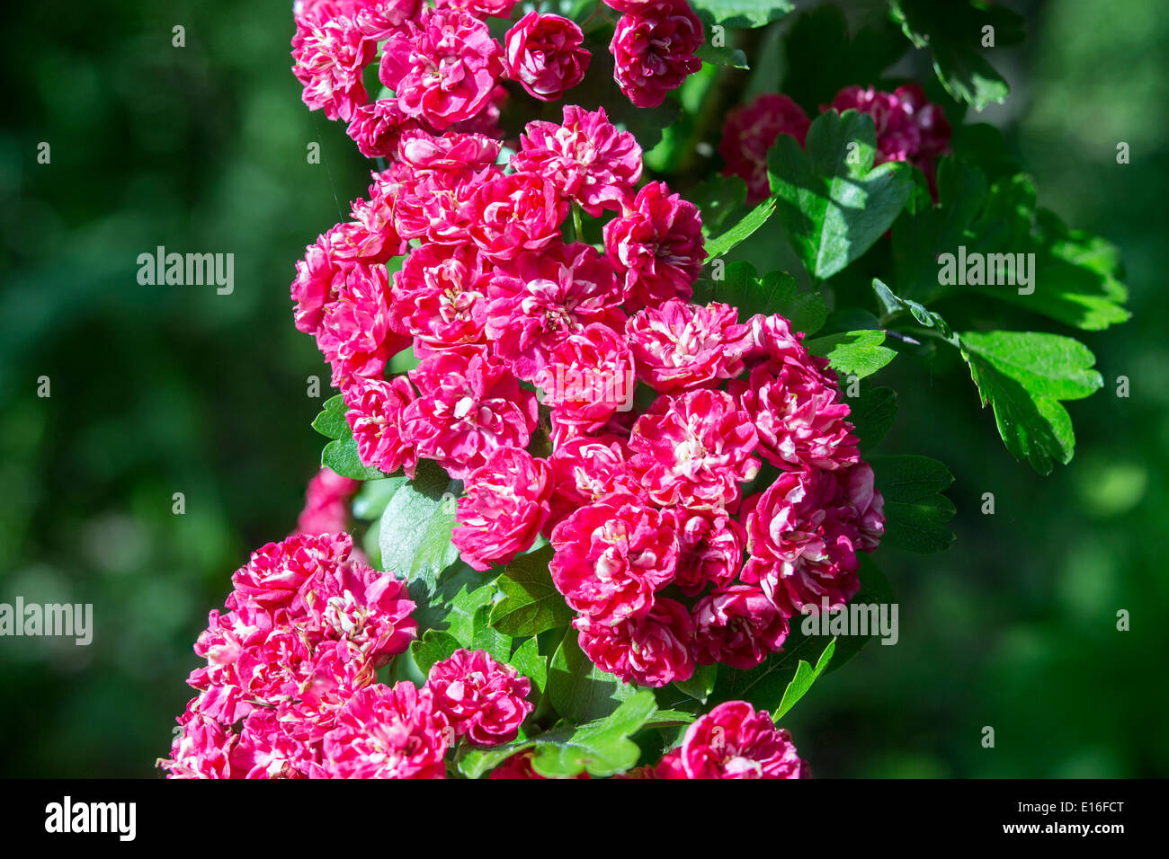 red hawthorn blossom Stock Photo - Alamy