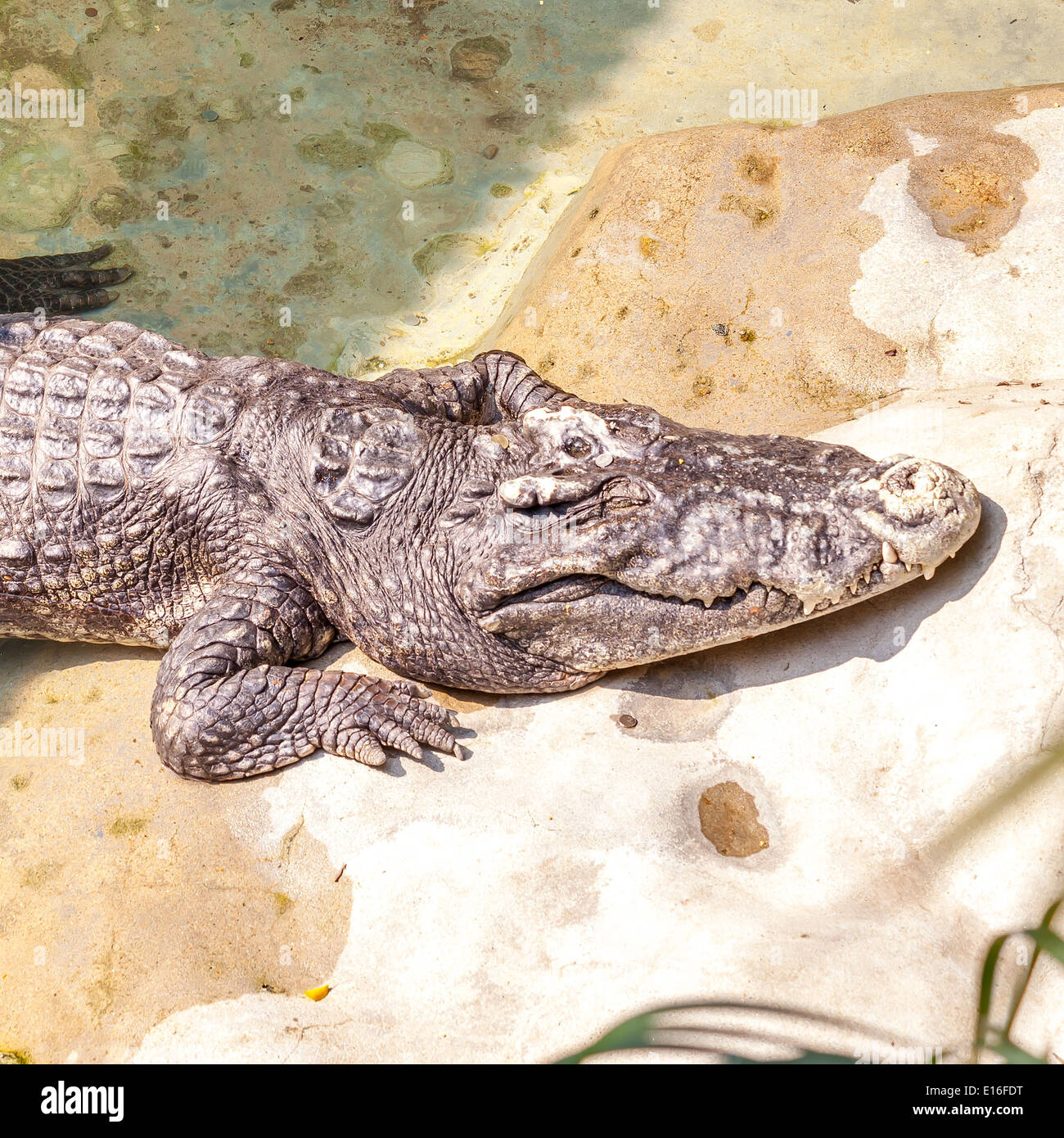 Crocodile in zoo Stock Photo - Alamy