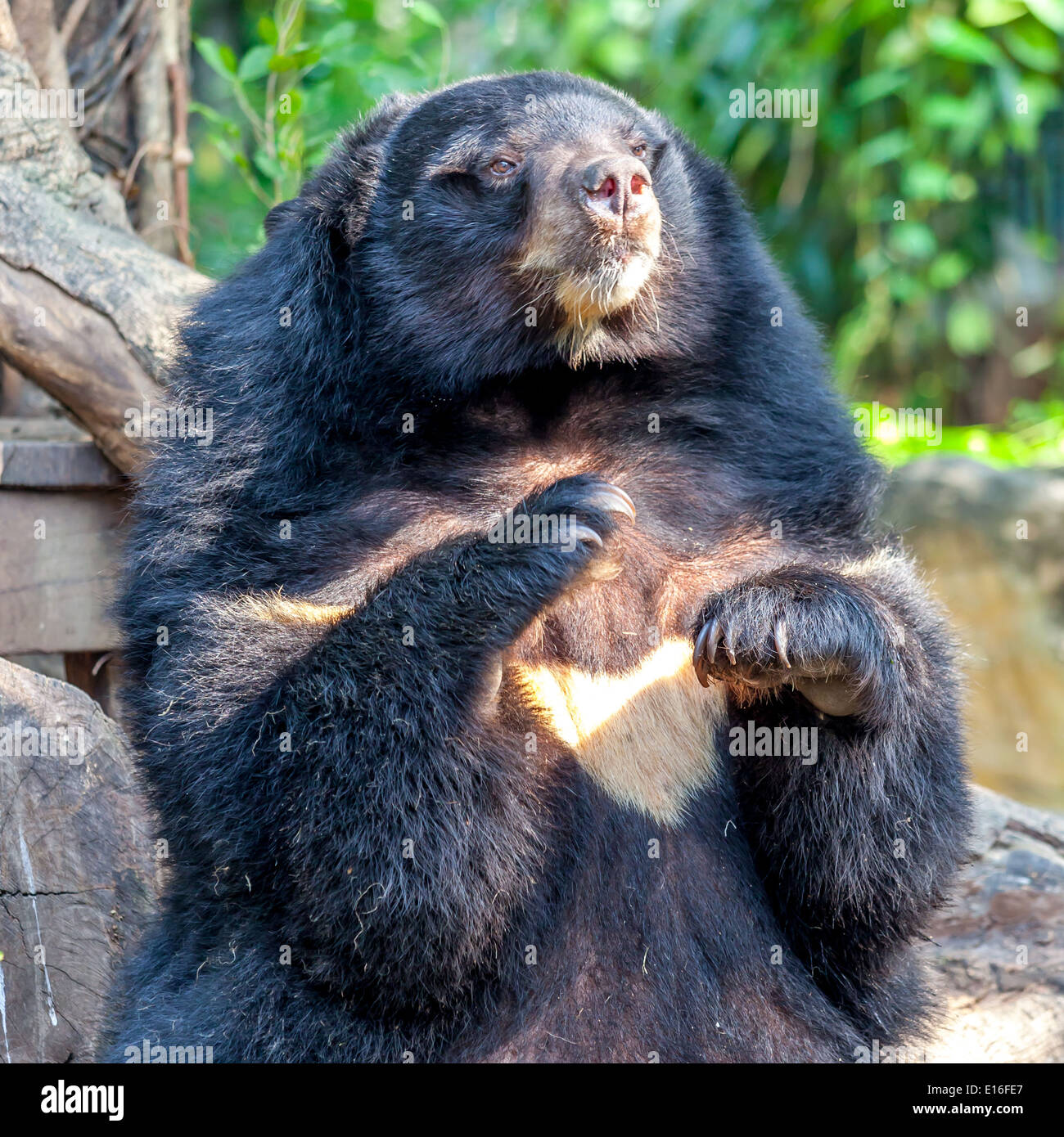 black bear in zoo Stock Photo - Alamy