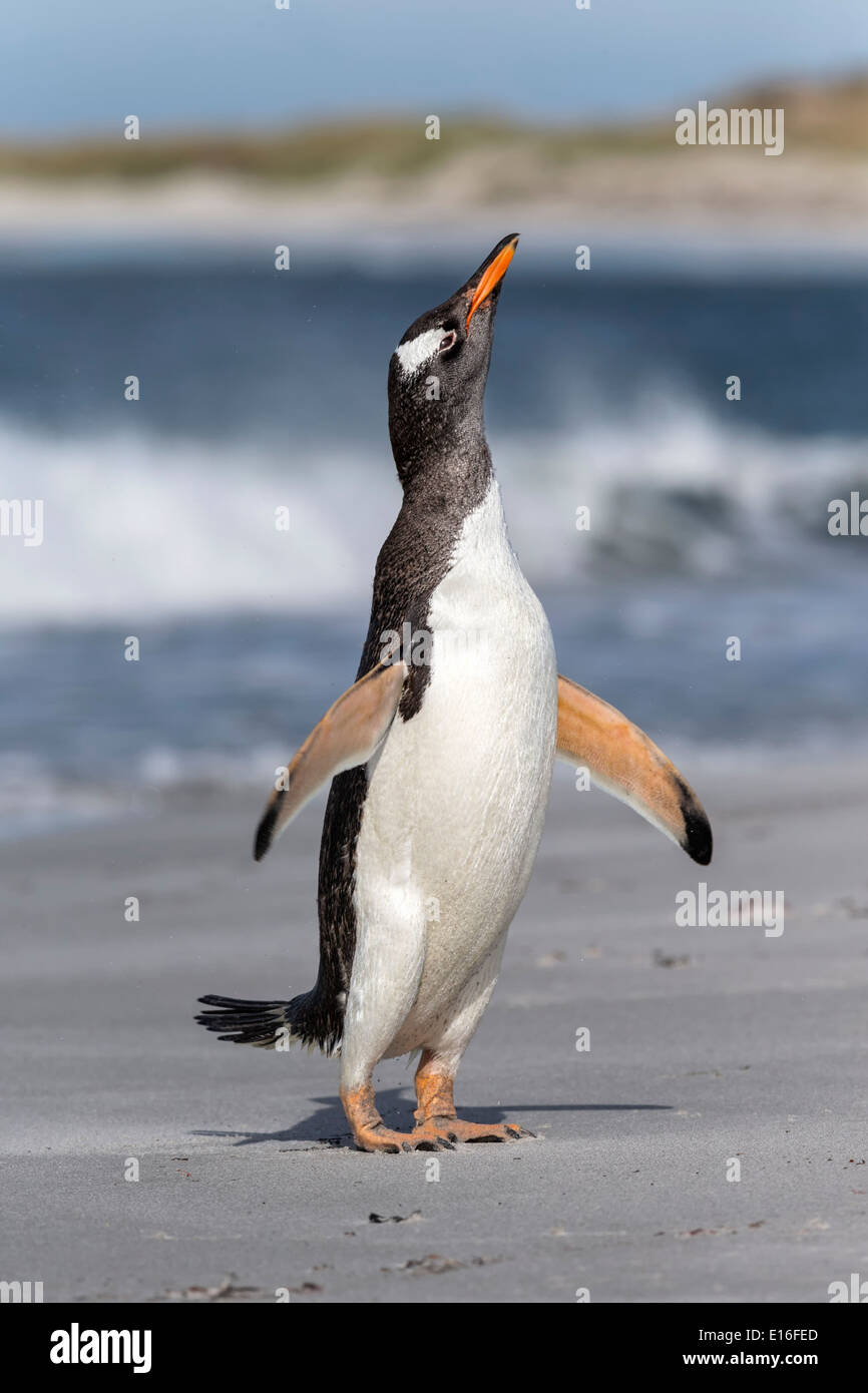 Gentoo penguin hi-res stock photography and images - Alamy