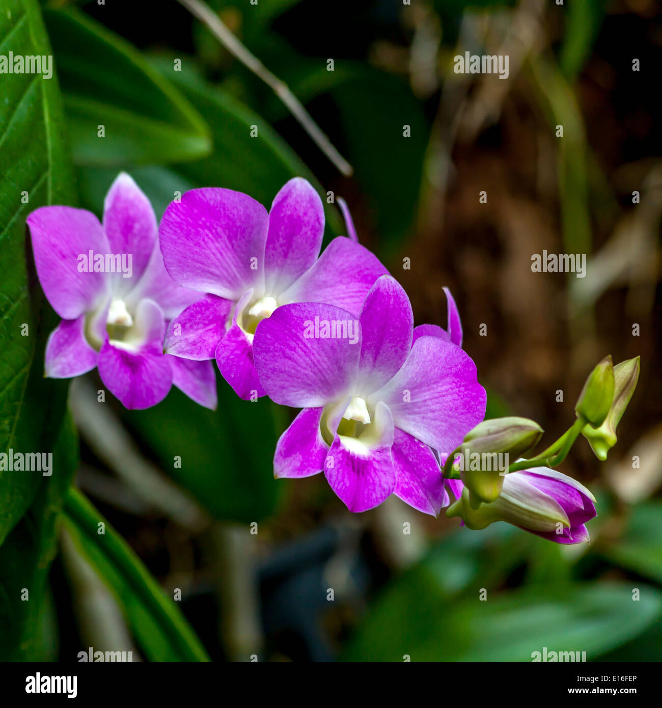beautiful orchid in the natural Stock Photo - Alamy