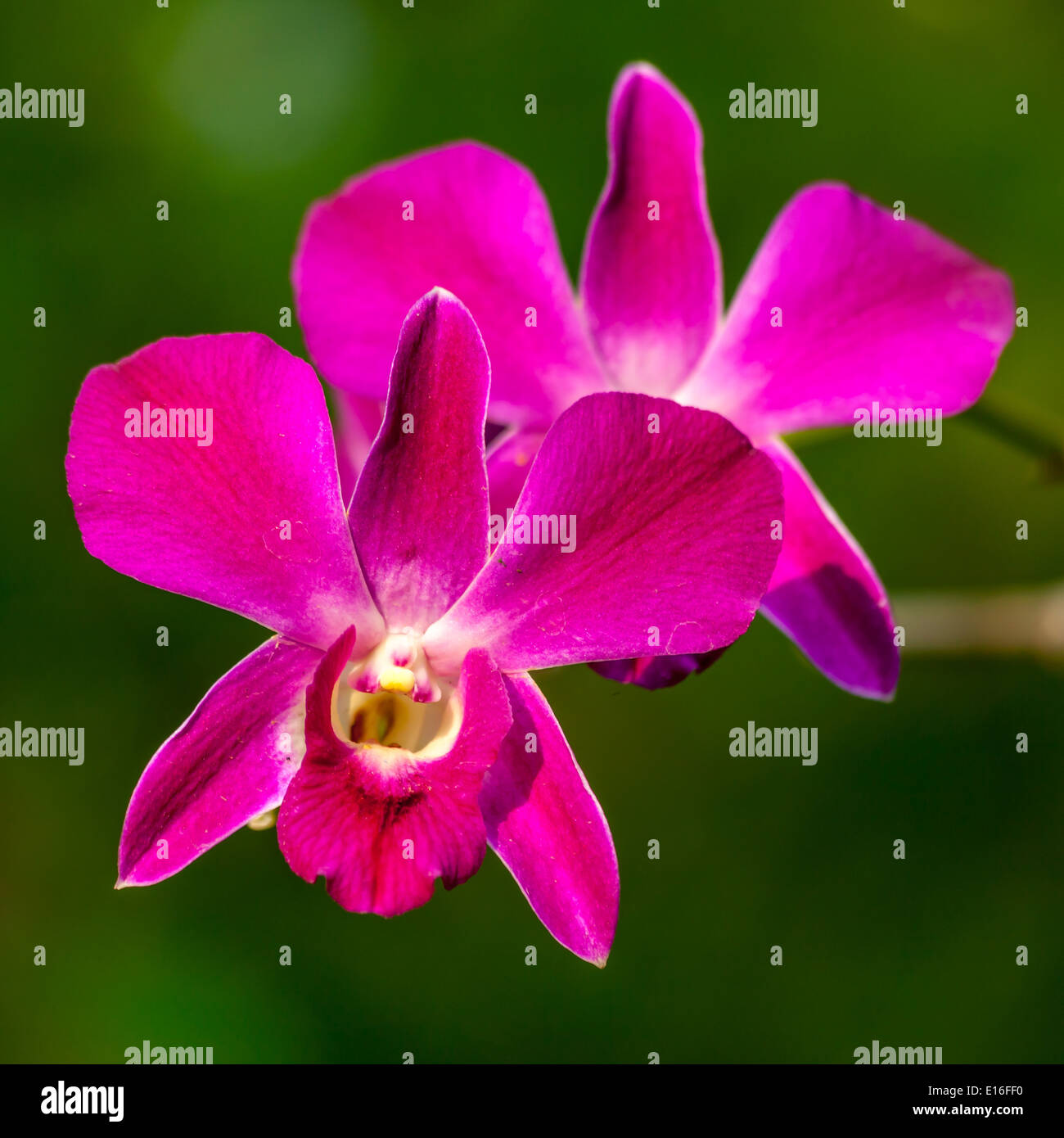 beautiful orchid in the natural Stock Photo - Alamy