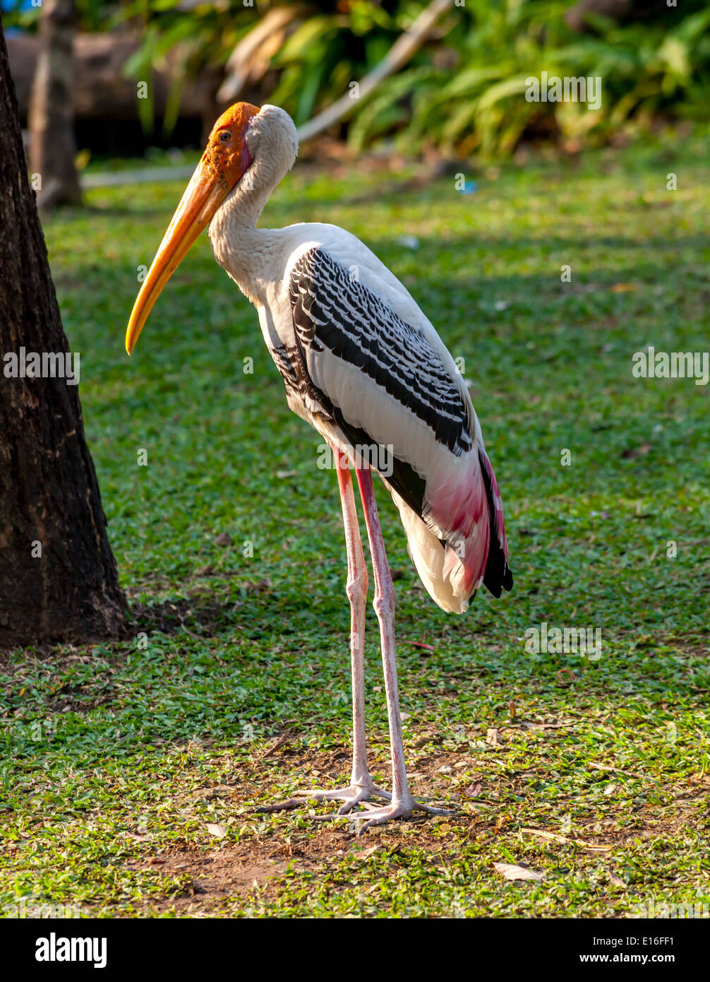 Milky stork hi-res stock photography and images - Alamy
