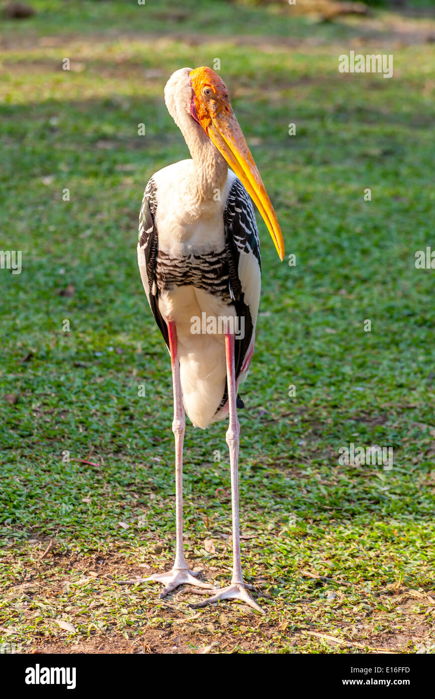 Milky stork hi-res stock photography and images - Alamy