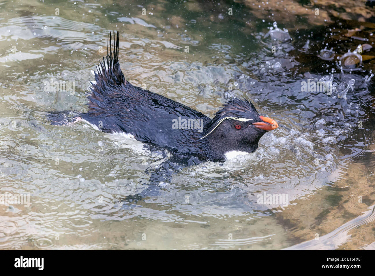 Southern rockhopper penguin swim hi-res stock photography and images ...