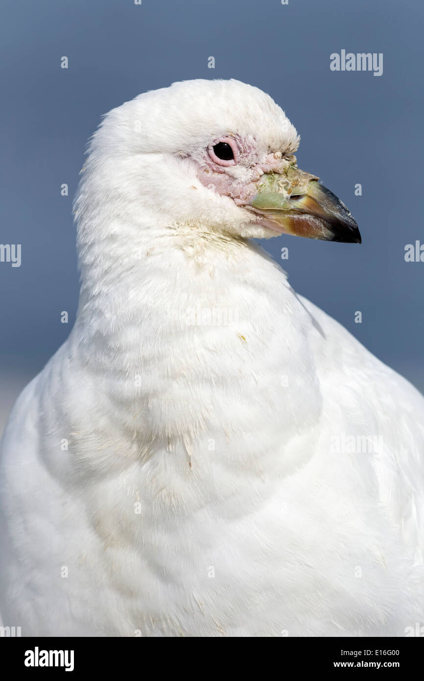 Pale faced hi-res stock photography and images - Alamy
