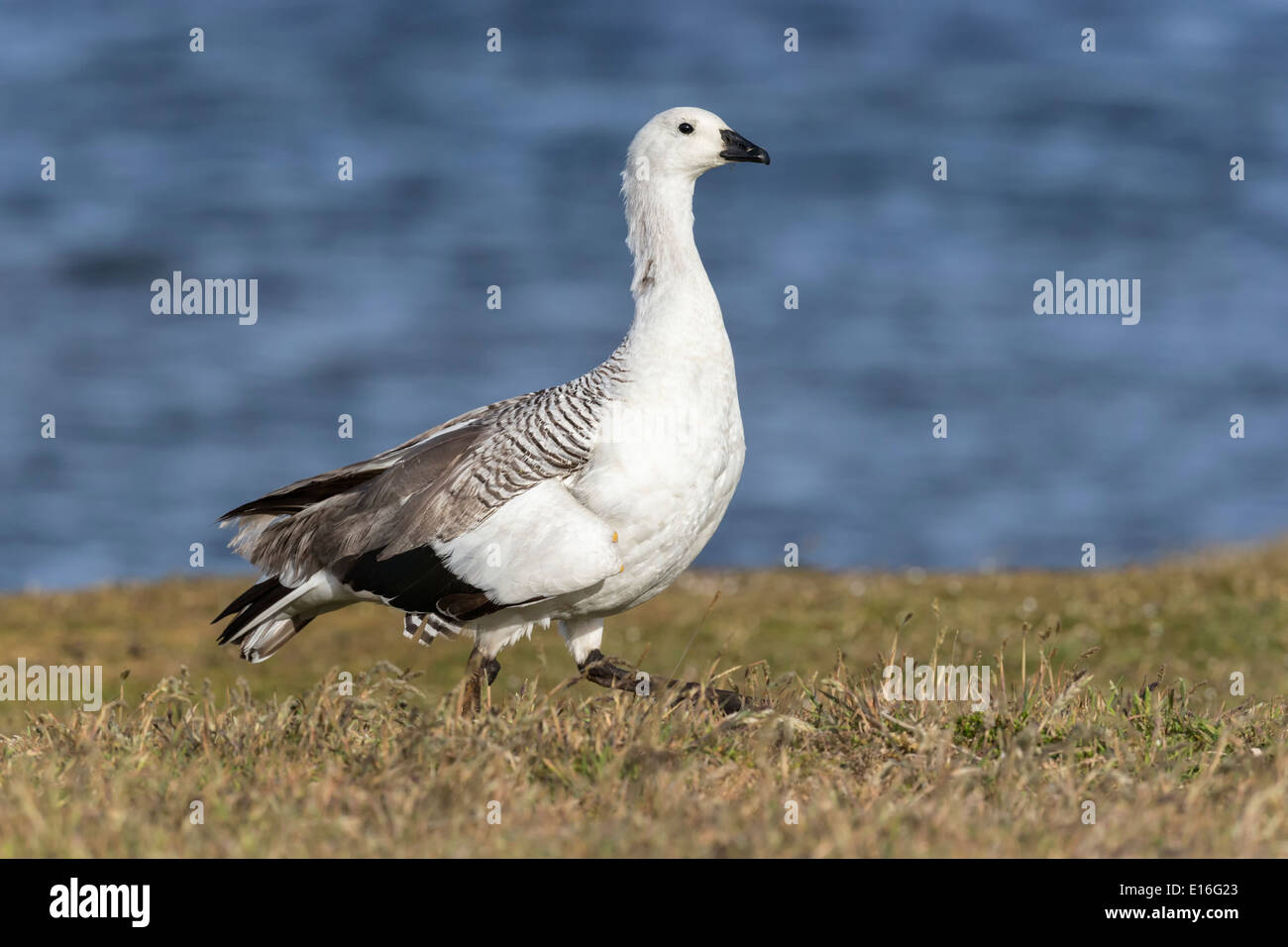 Upland goose behavior hi-res stock photography and images - Alamy