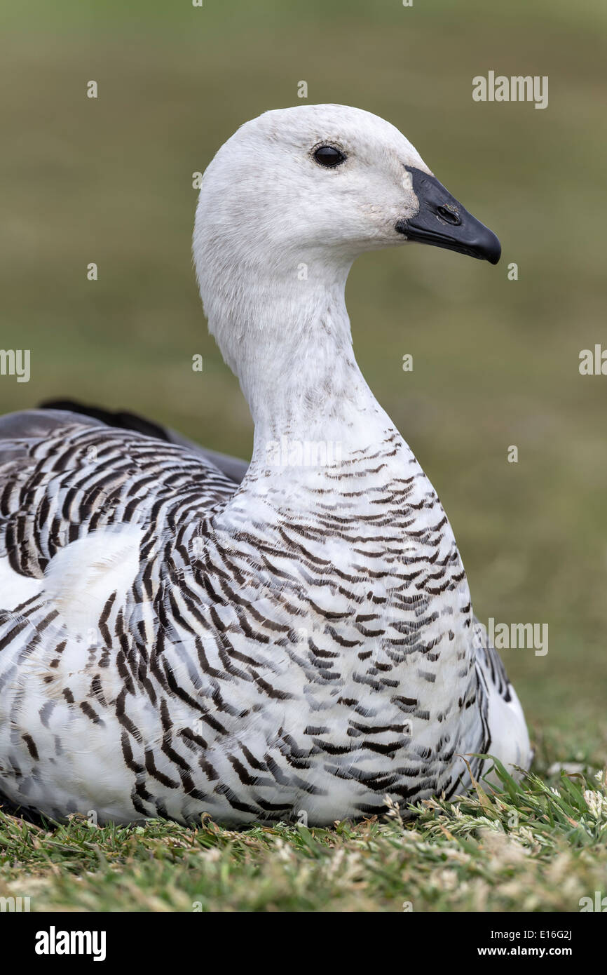 Upland goose birds falklands hi-res stock photography and images - Alamy