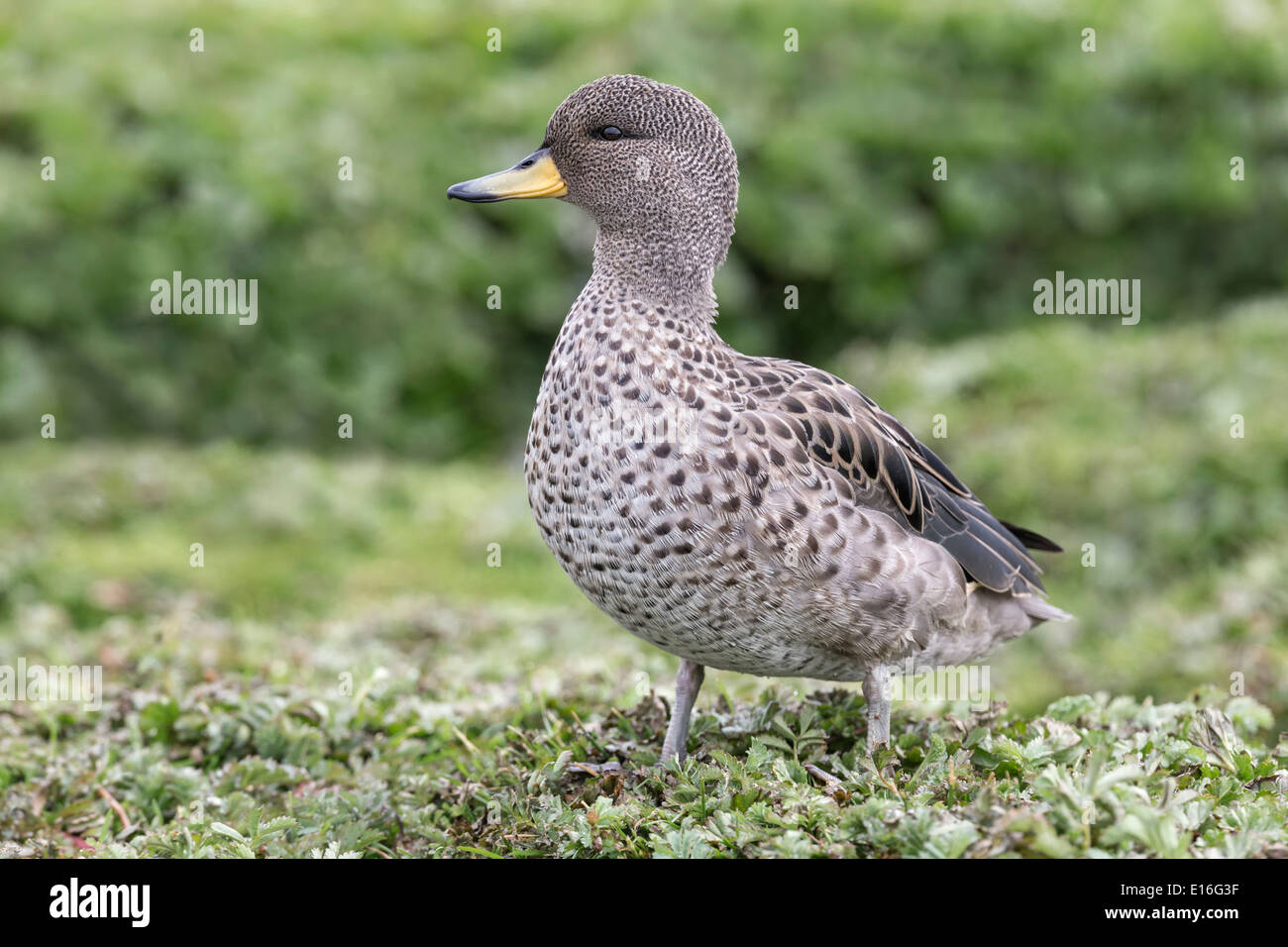 Little teal birds hi-res stock photography and images - Alamy