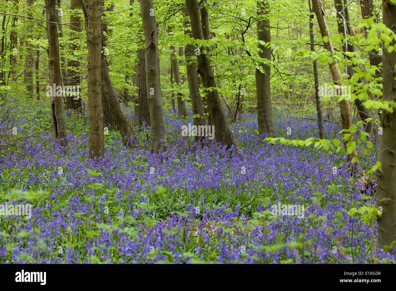 A carpet of spring bluebells in an English woodland Northamptonshire ...