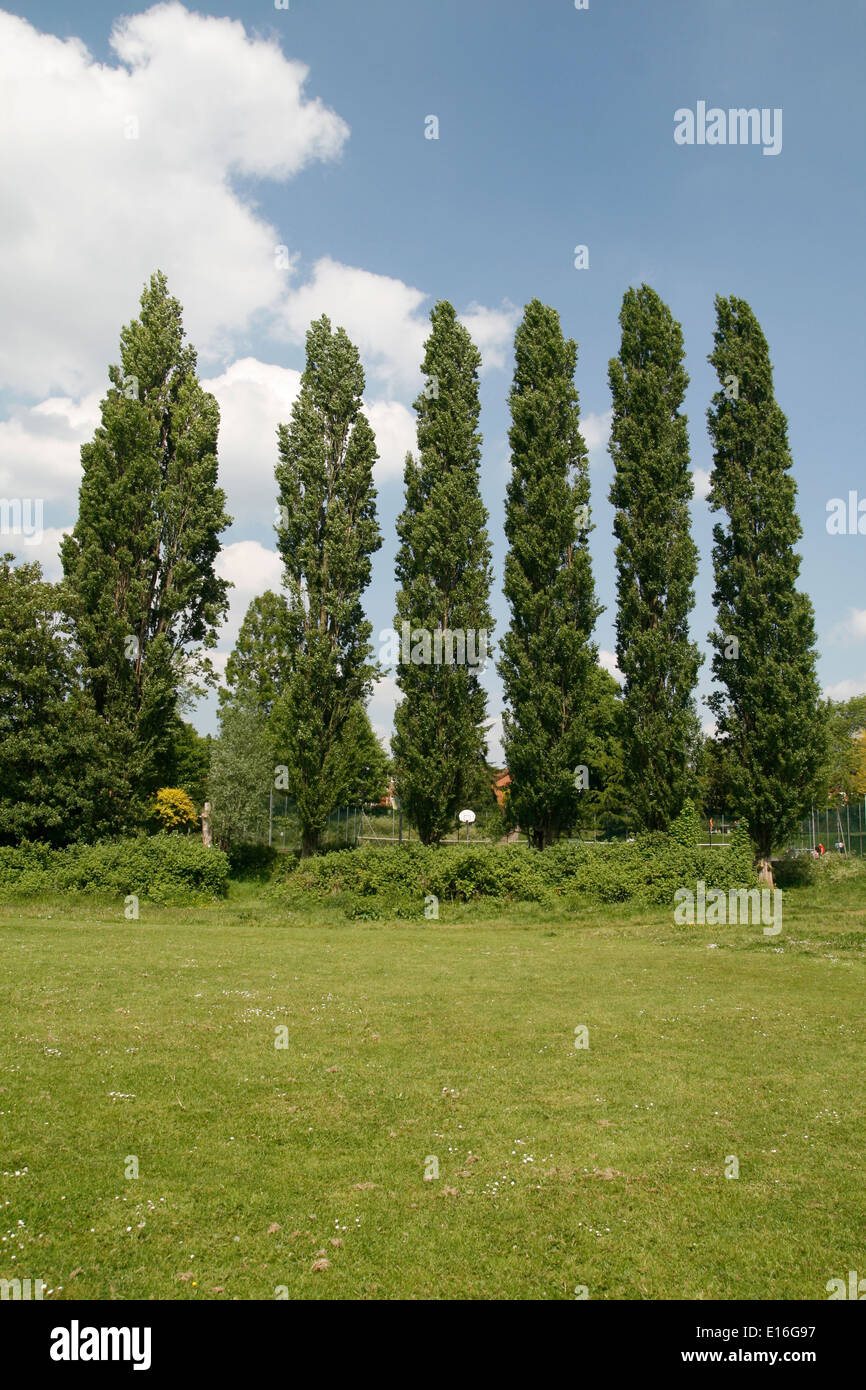Poplar Trees Gheluvelt Park Worcester Worcestershire England UK Stock ...