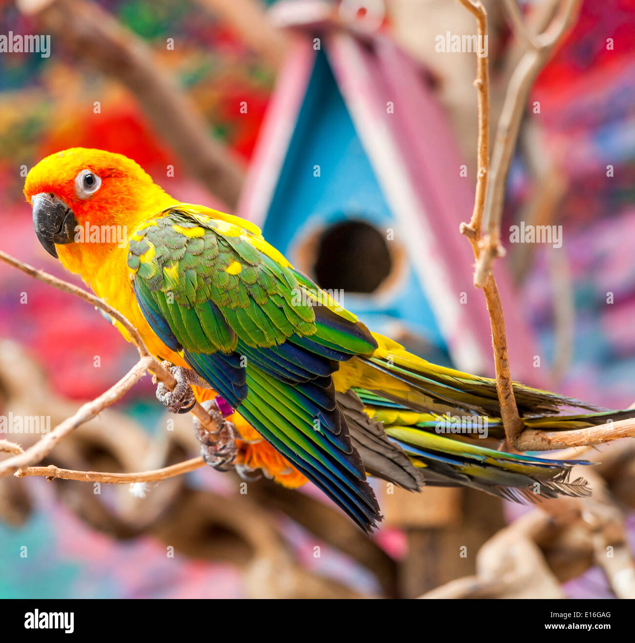 Green parrot on branch tree hi-res stock photography and images - Alamy
