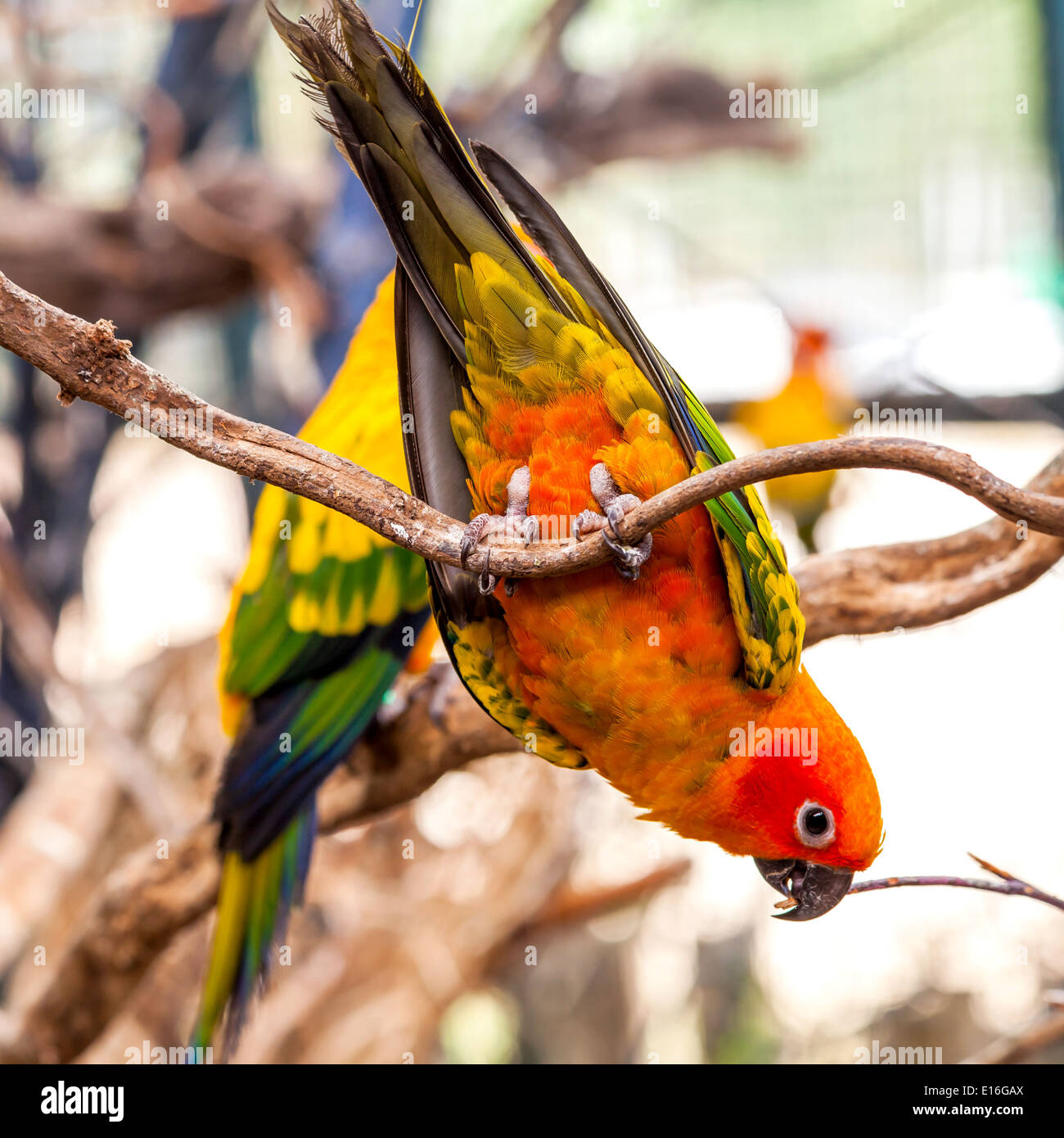 Fluffy parrot hi-res stock photography and images - Alamy