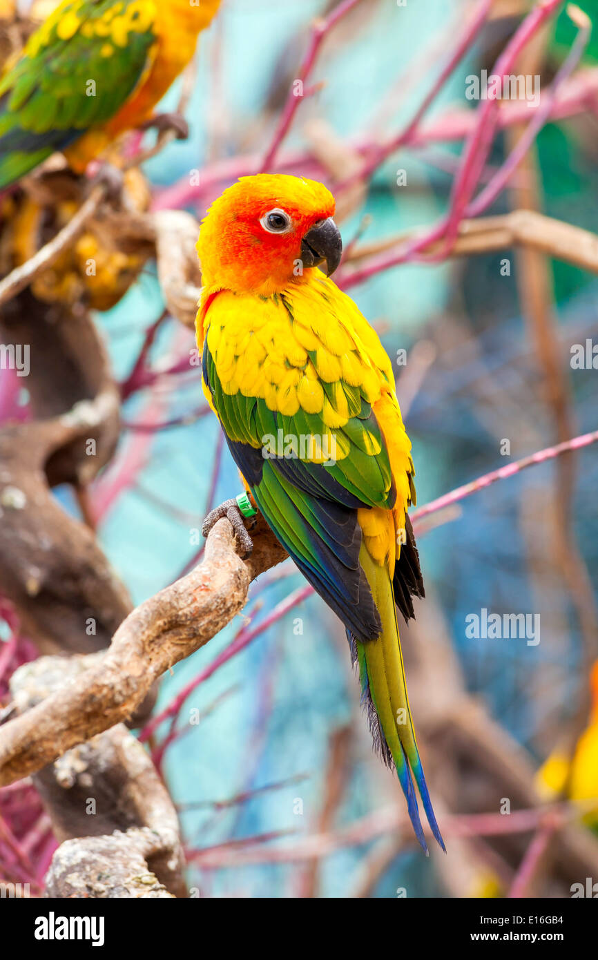 Parrot on a Tree Branch Stock Photo - Alamy