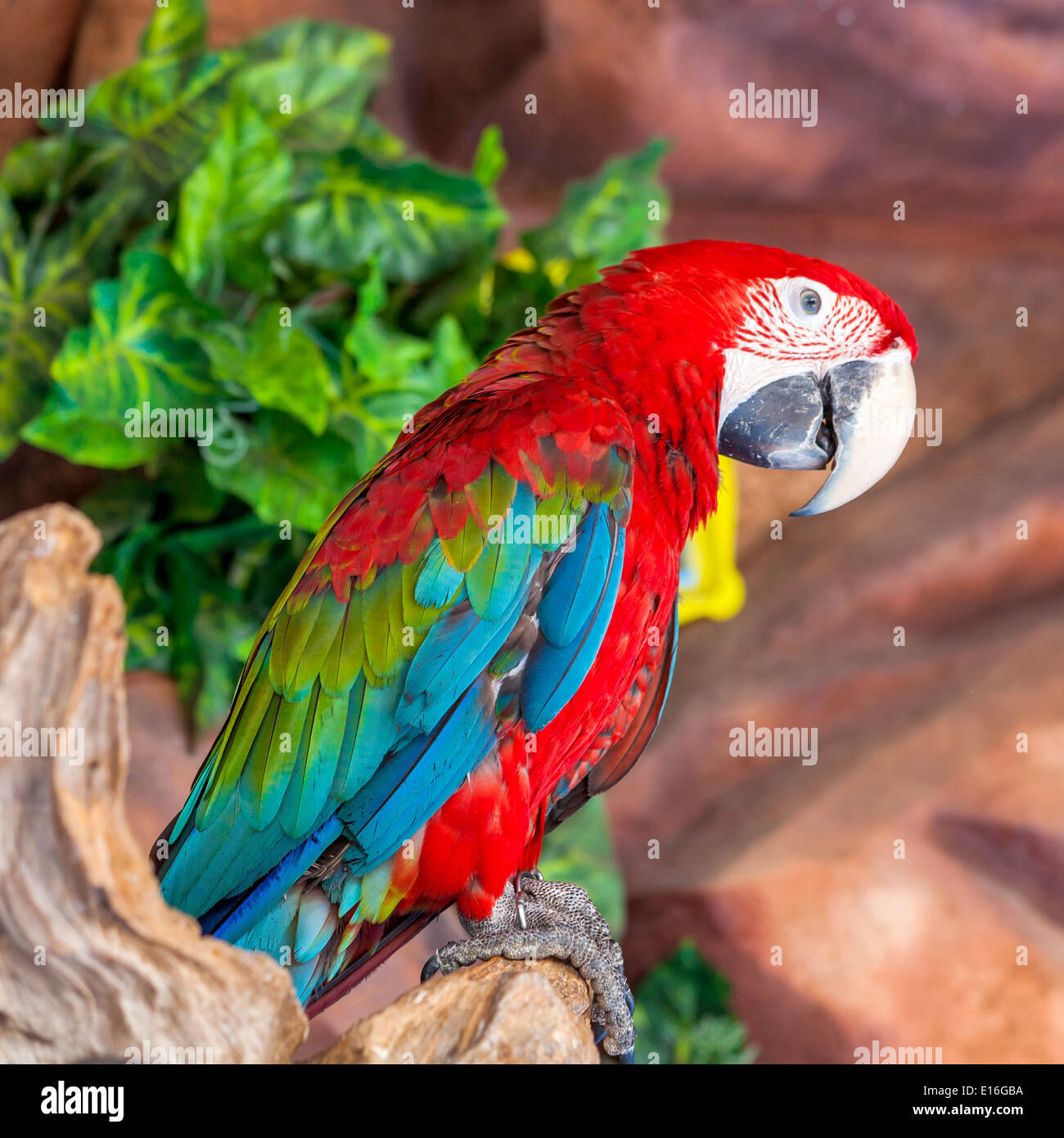 Beautiful macaw hi-res stock photography and images - Alamy