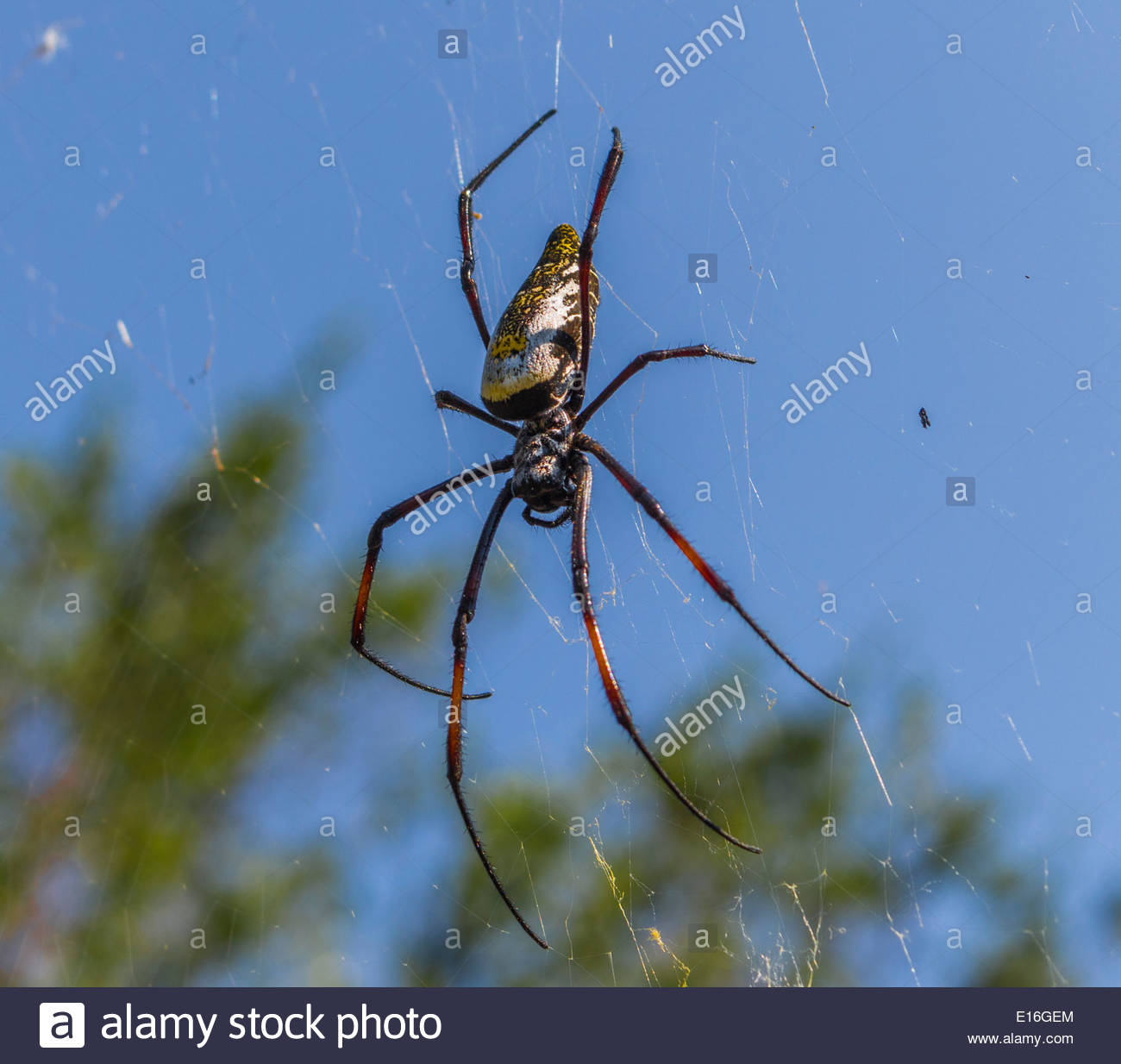 Golden Orb Silk Weaver Spider High Resolution Stock Photography and ...