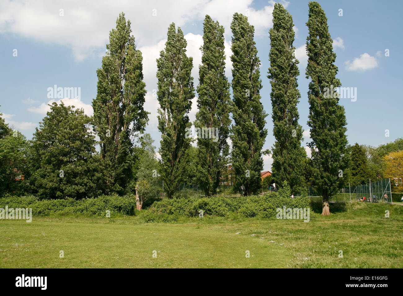 Poplar Trees Gheluvelt Park Worcester Worcestershire England UK Stock ...