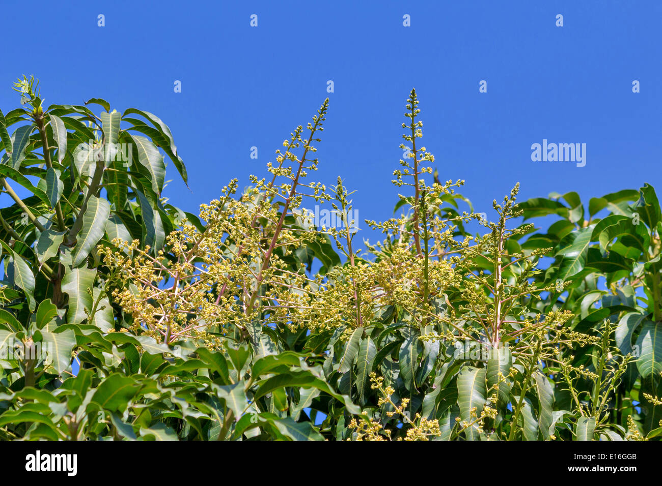 Mango tree flower hi-res stock photography and images - Alamy