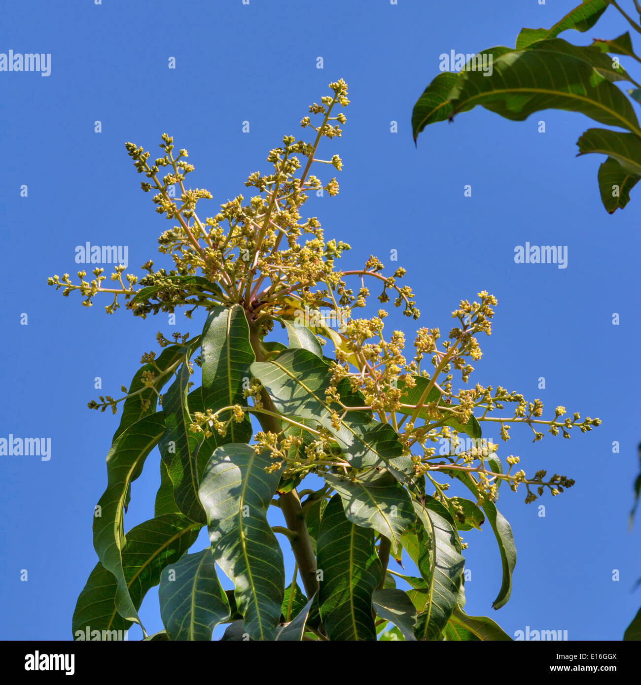 Flower of mango Stock Photo - Alamy