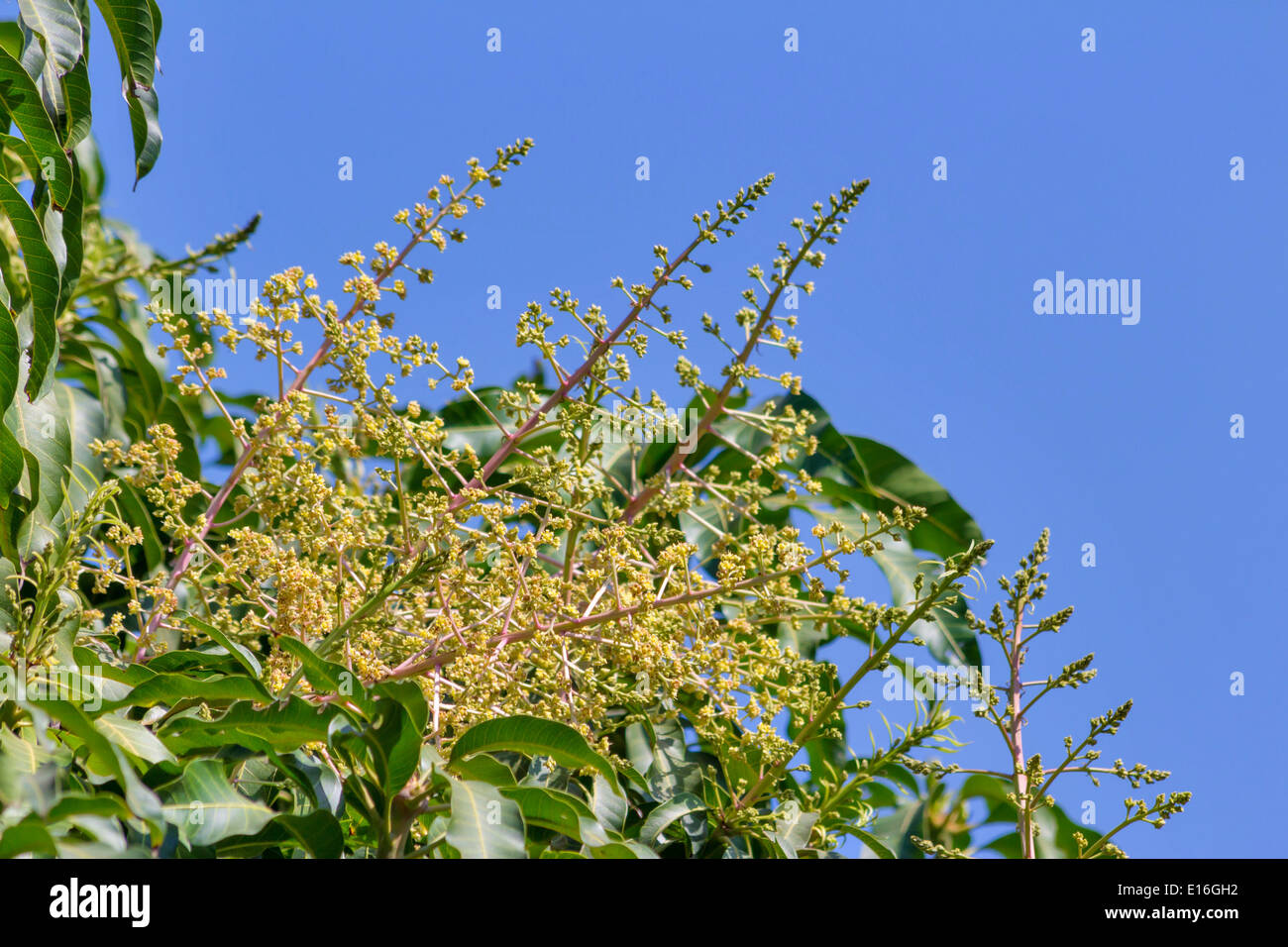 Flower of mango Stock Photo - Alamy