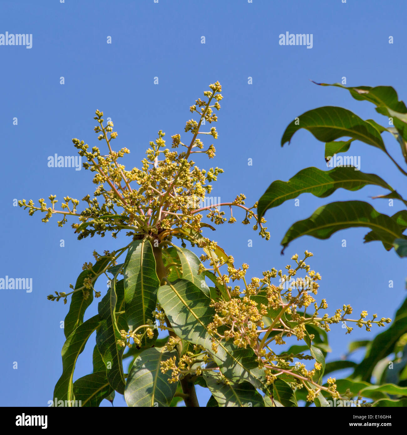 Mango flower and leaves hi-res stock photography and images - Alamy