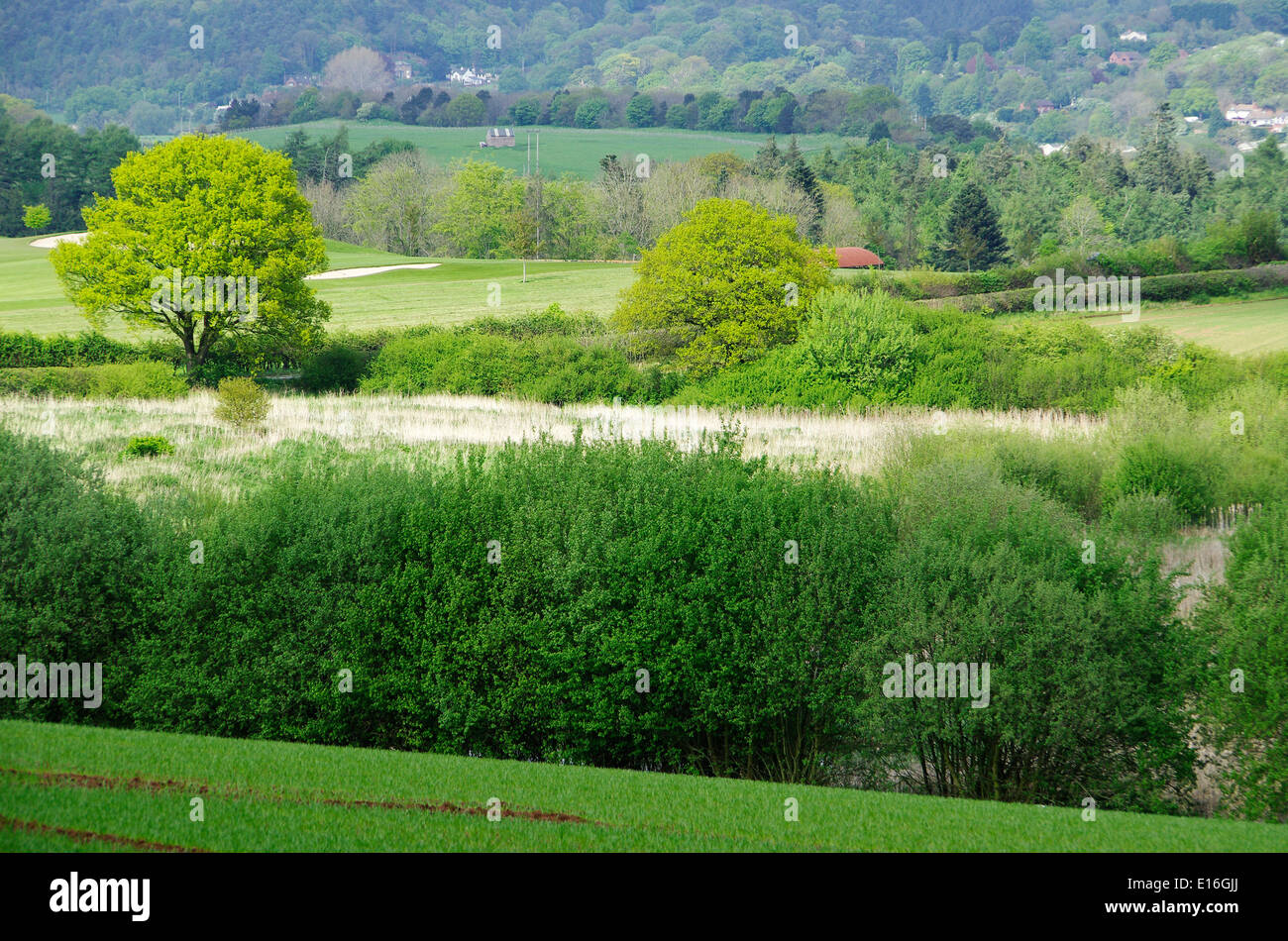 Chelmarsh Scrape ( Marshland ), Chelmarsh, Shropshire, England, UK ...