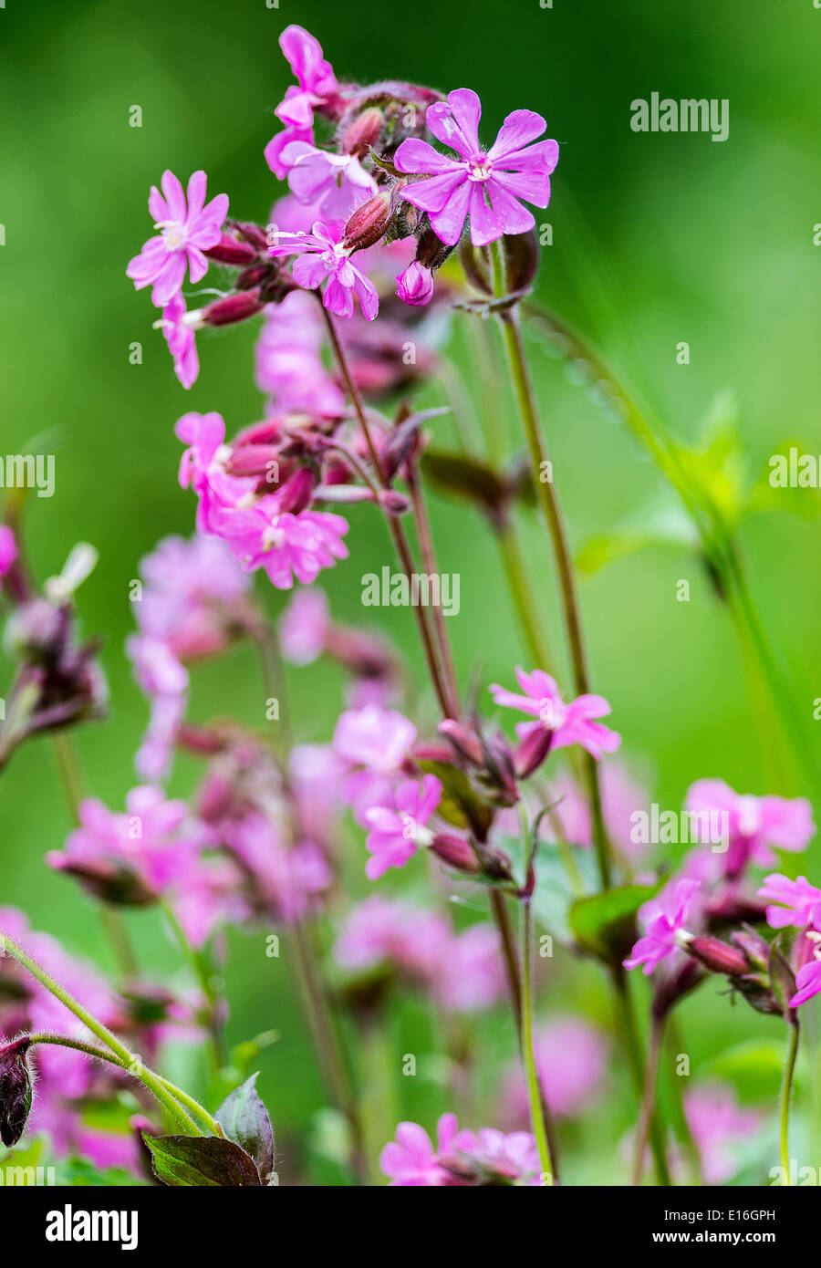 Closeup of Wild Red Campion Flowers in Woodland at Fairburn Ings near ...