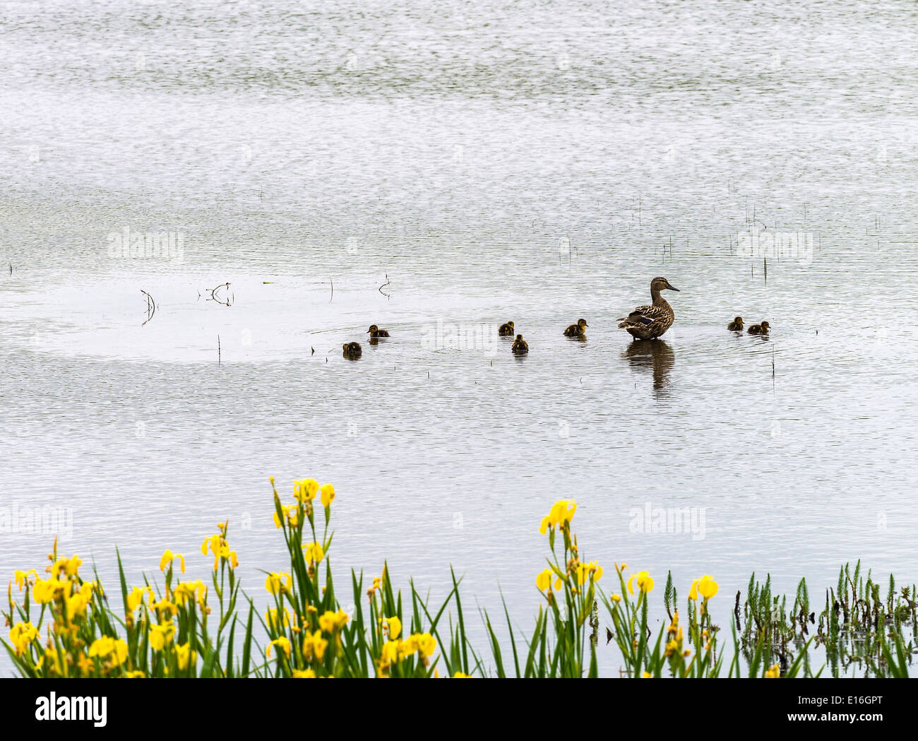 Female Mallard and Young Ducklings in Open Water with Yellow Flag ...