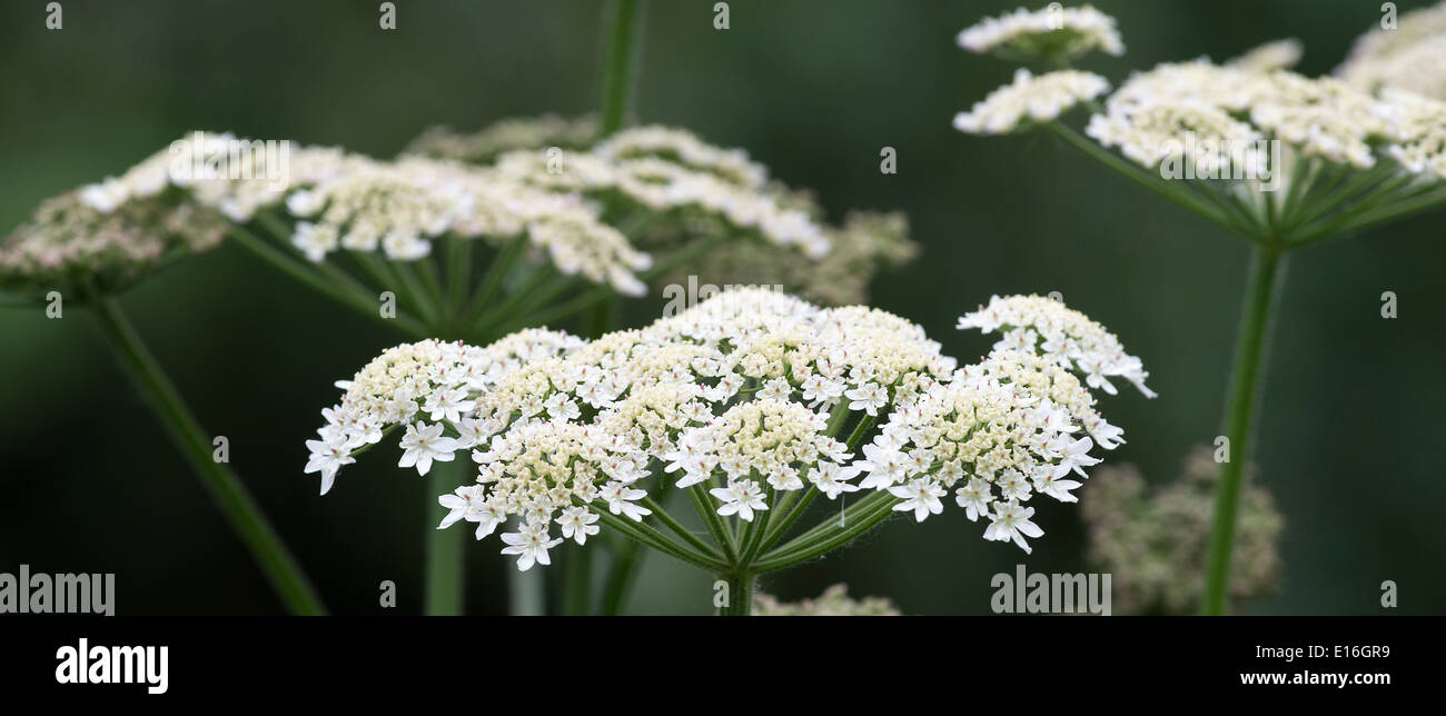 Closeup of White Wild Chervil or Cow Parsley Flowers in Woodland at ...