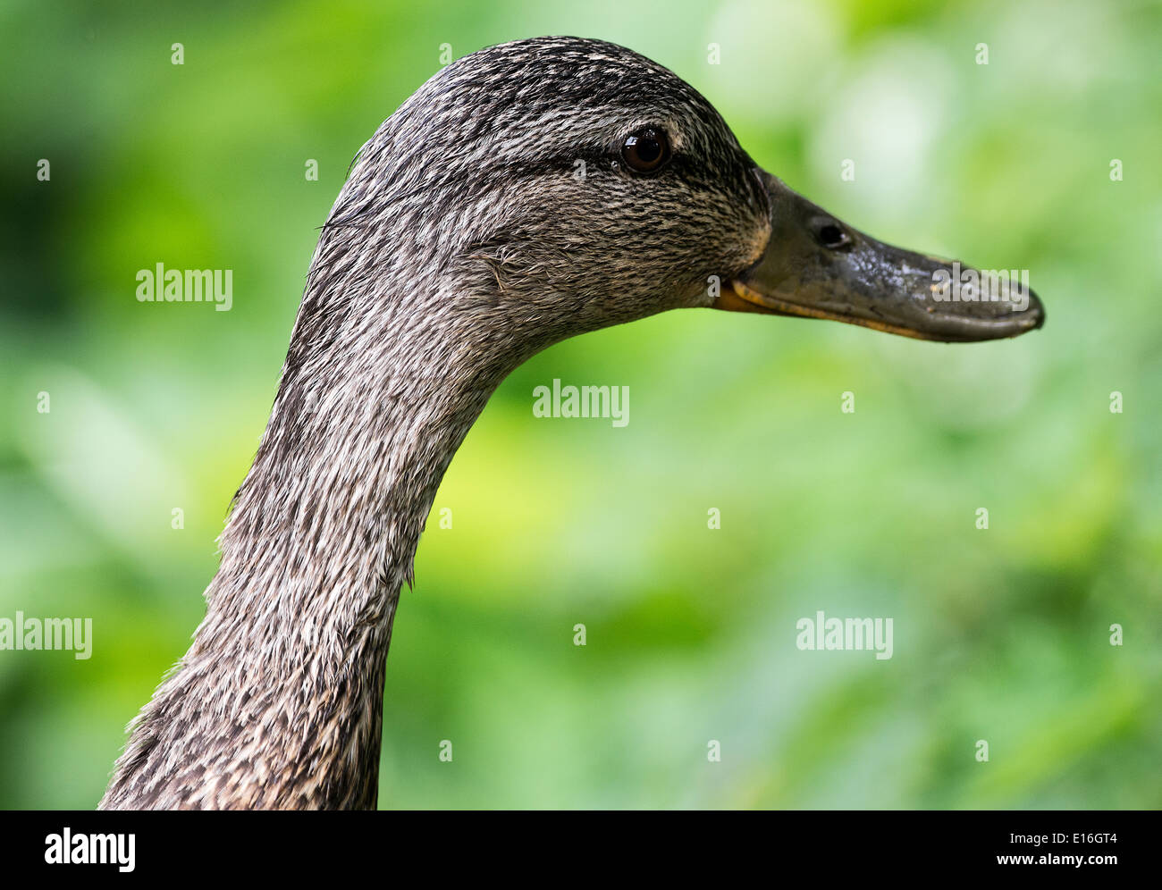 Black eyed duck hi-res stock photography and images - Alamy
