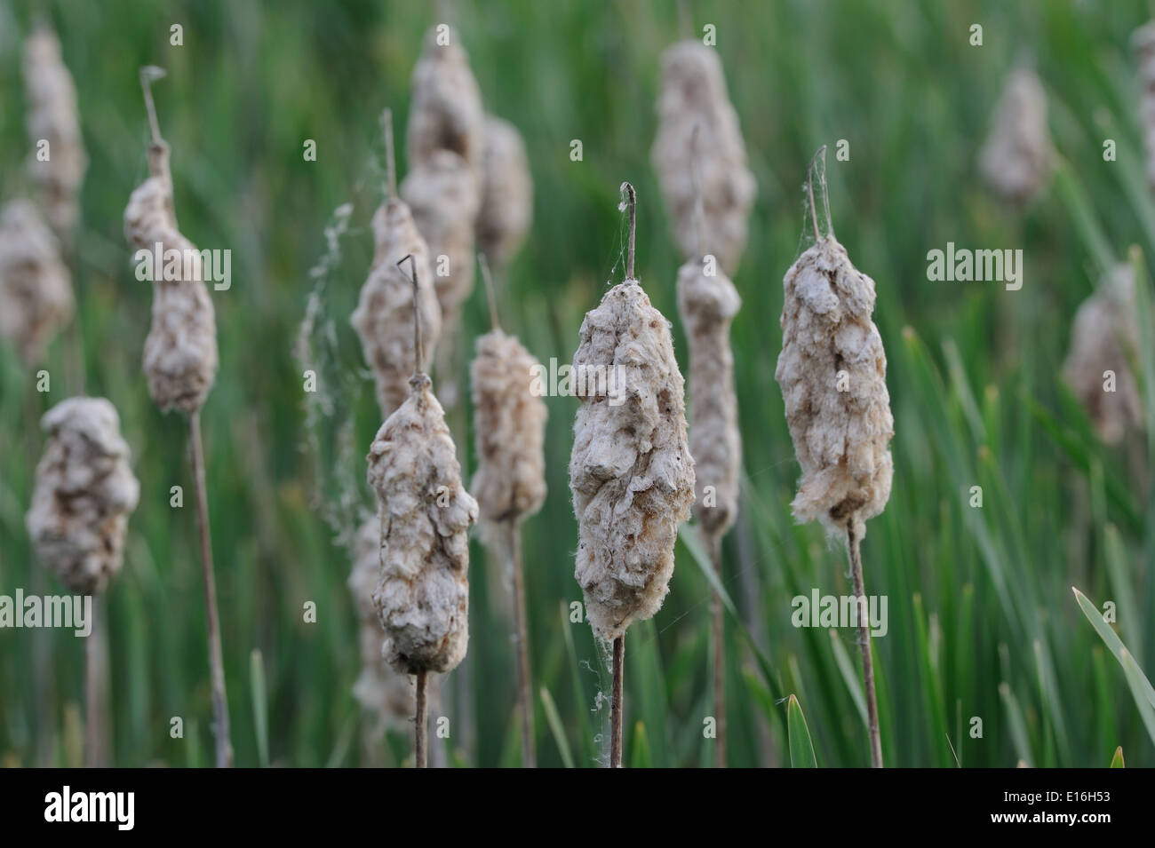 Old seed heads of Bulrush or Cattail (Typha latifolia) stand above ...