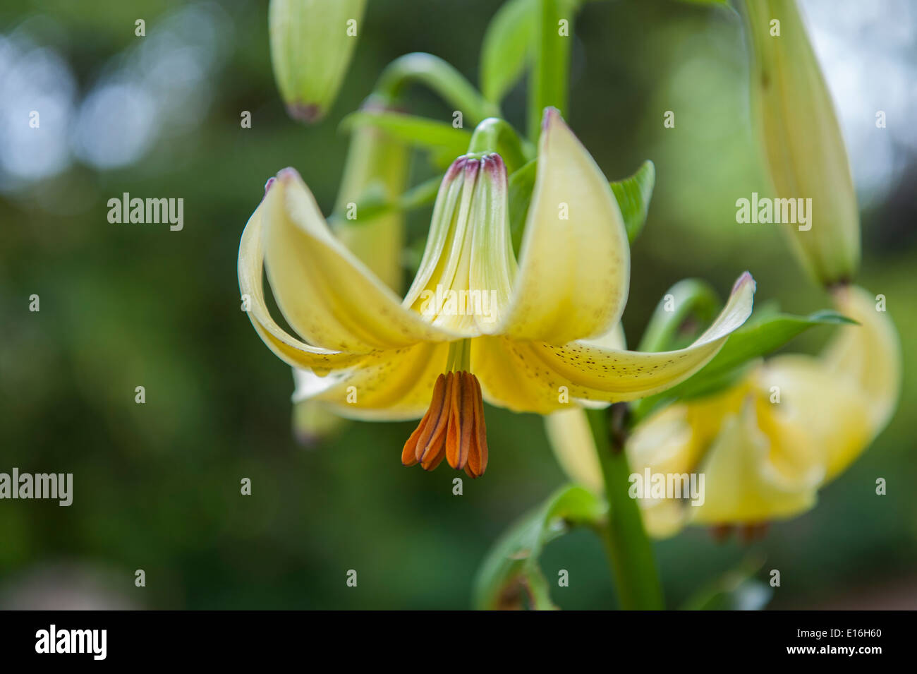 Yellow bellingham lilly hi-res stock photography and images - Alamy