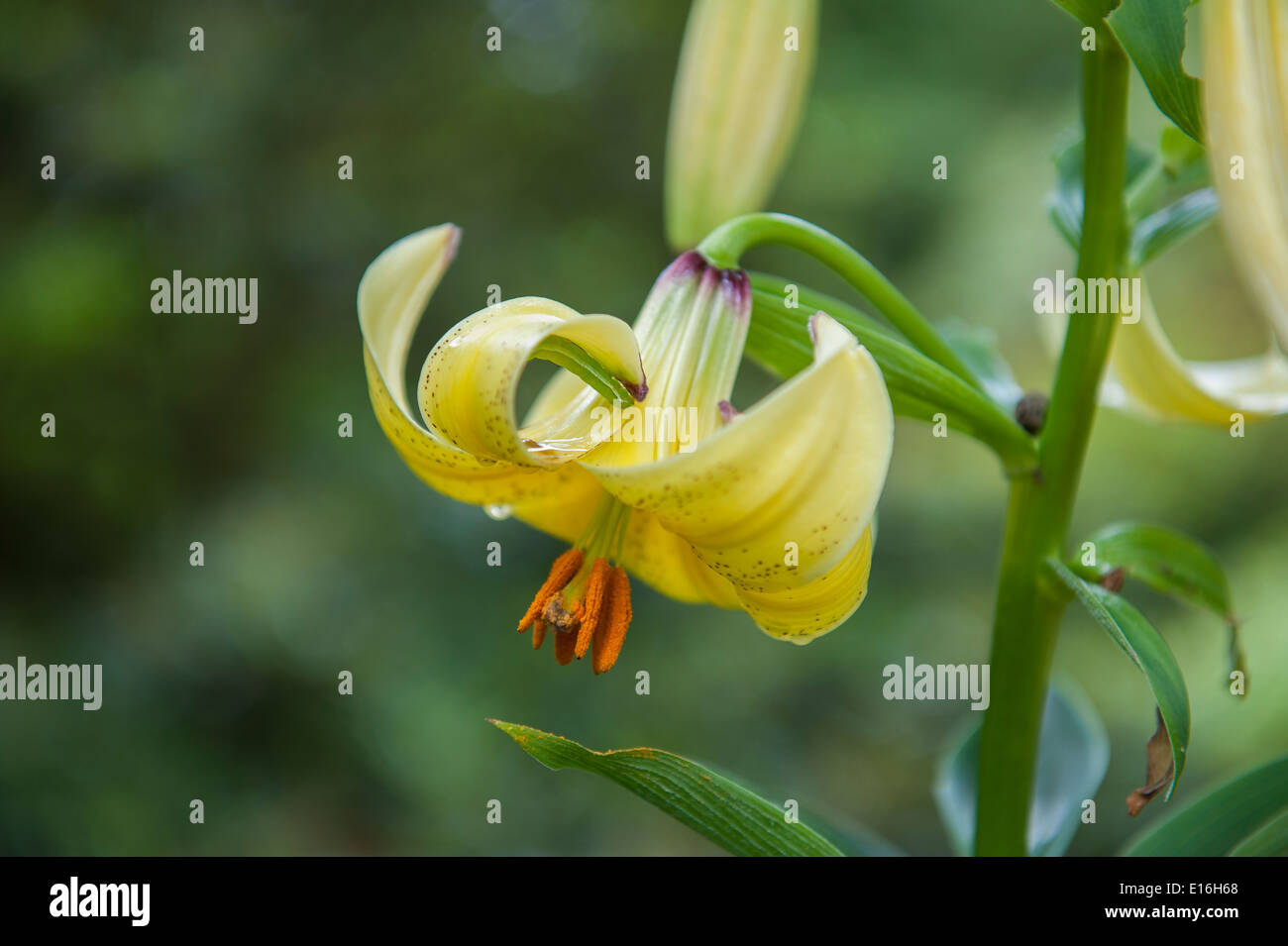 Lilium Bellingham Group Stock Photo - Alamy