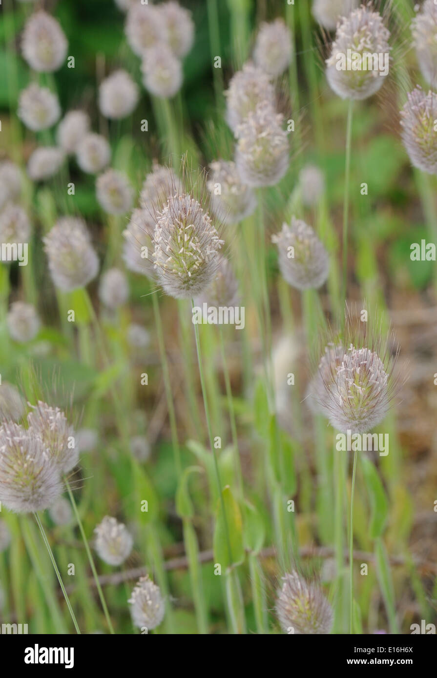 Flowering heads of annual beard grass or annual rabbits foot grass ...