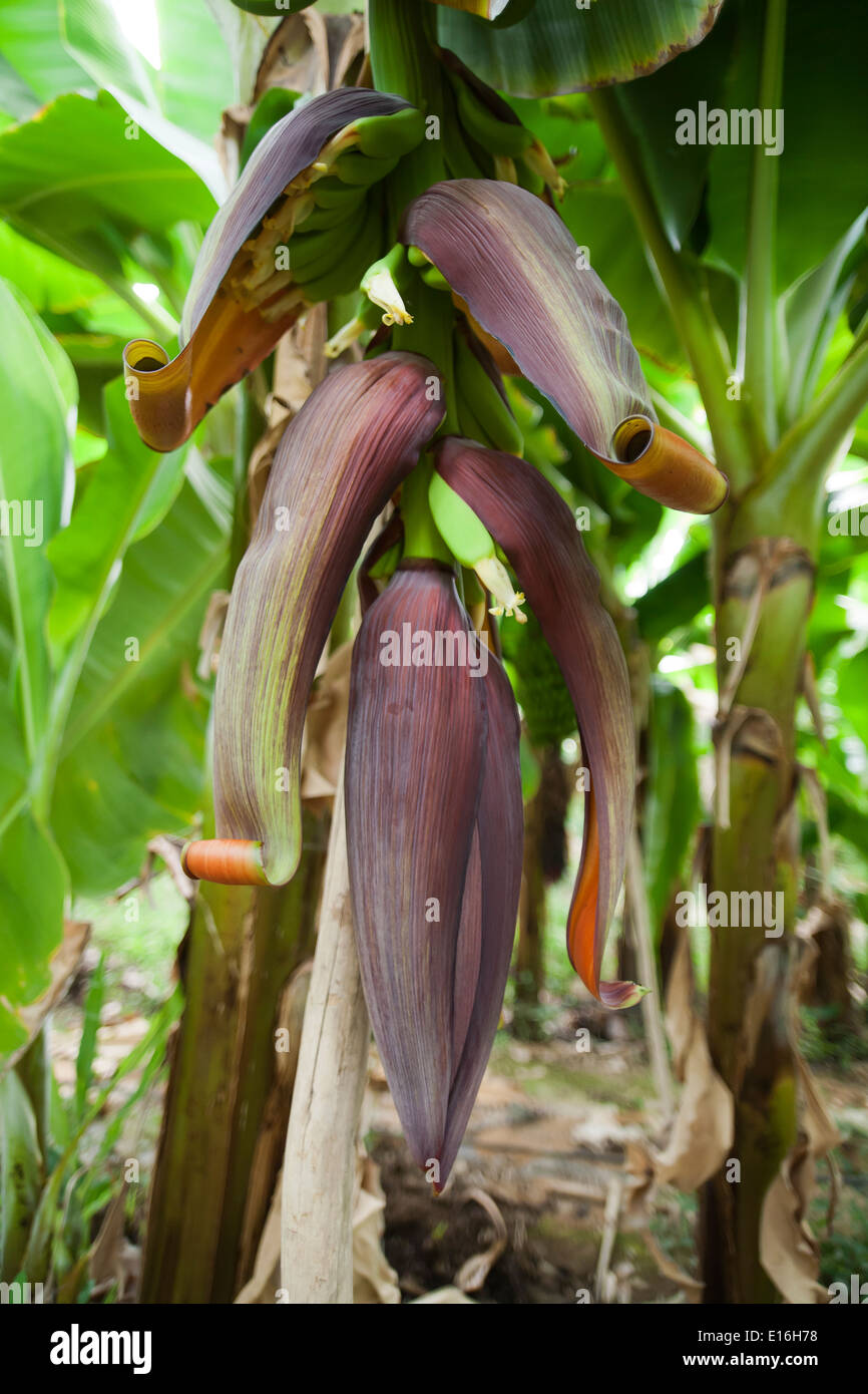 Details of banana trees showing unripe green fruit and inflorescence ...