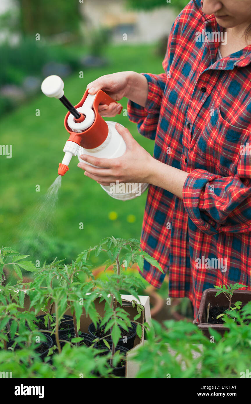 Gardener spraying tomato seedlings with water Stock Photo - Alamy