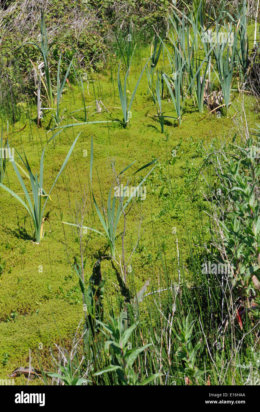 New Zealand pygmyweed (Crassula helmsii) clogs drainage ditches in the ...